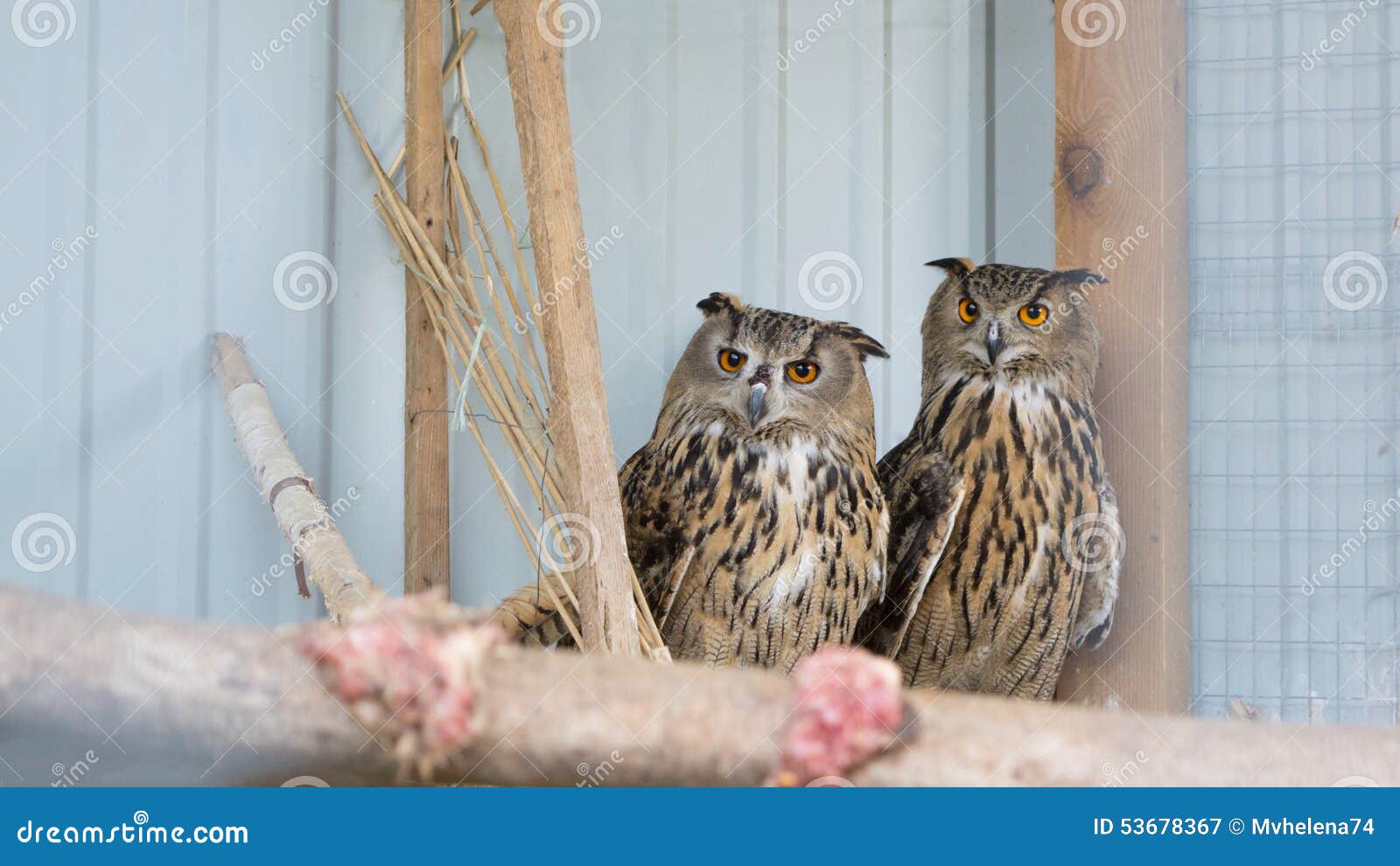 Two owls stock image. Image of family, bubo, eagle, front - 53678367