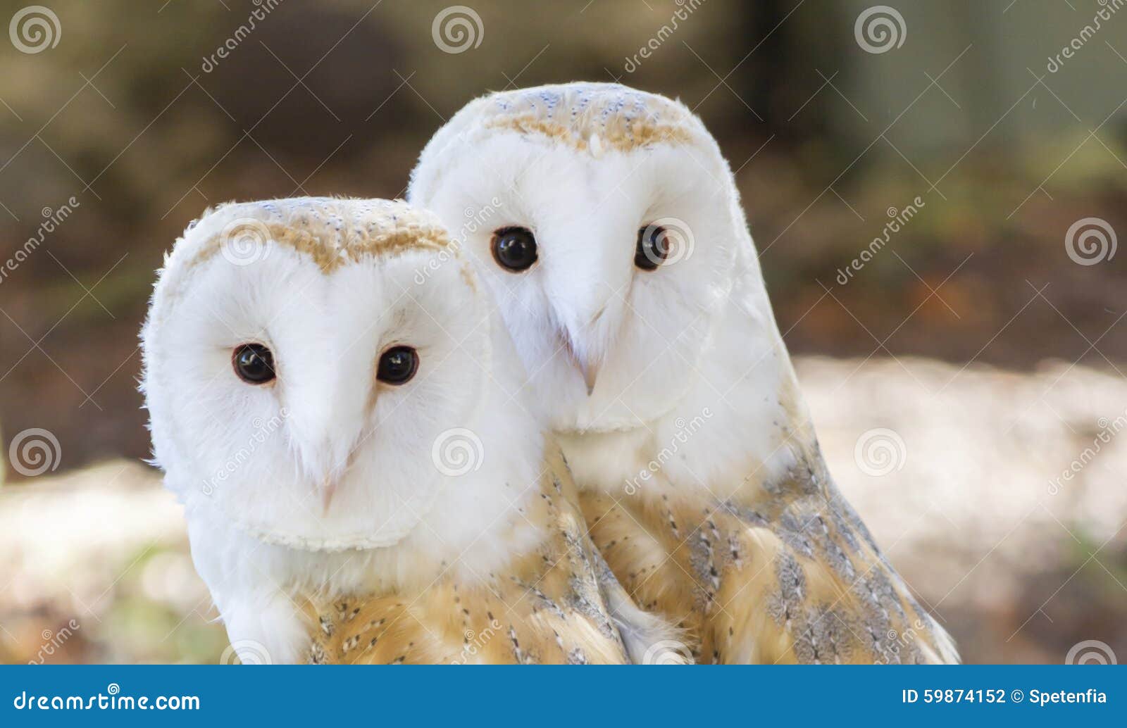 Two owls friends stock photo. Image of cute, friends - 59874152