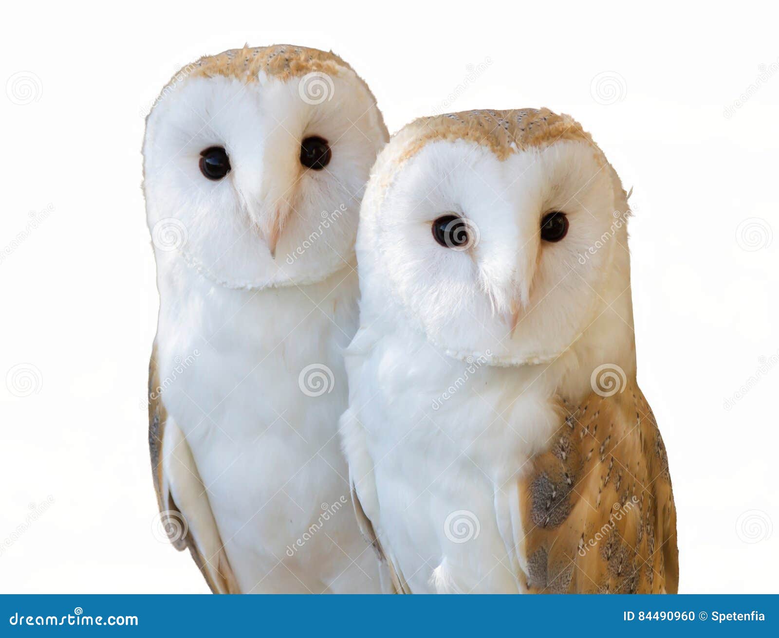 Two owls friends stock photo. Image of hawk, bird, nature - 84490960
