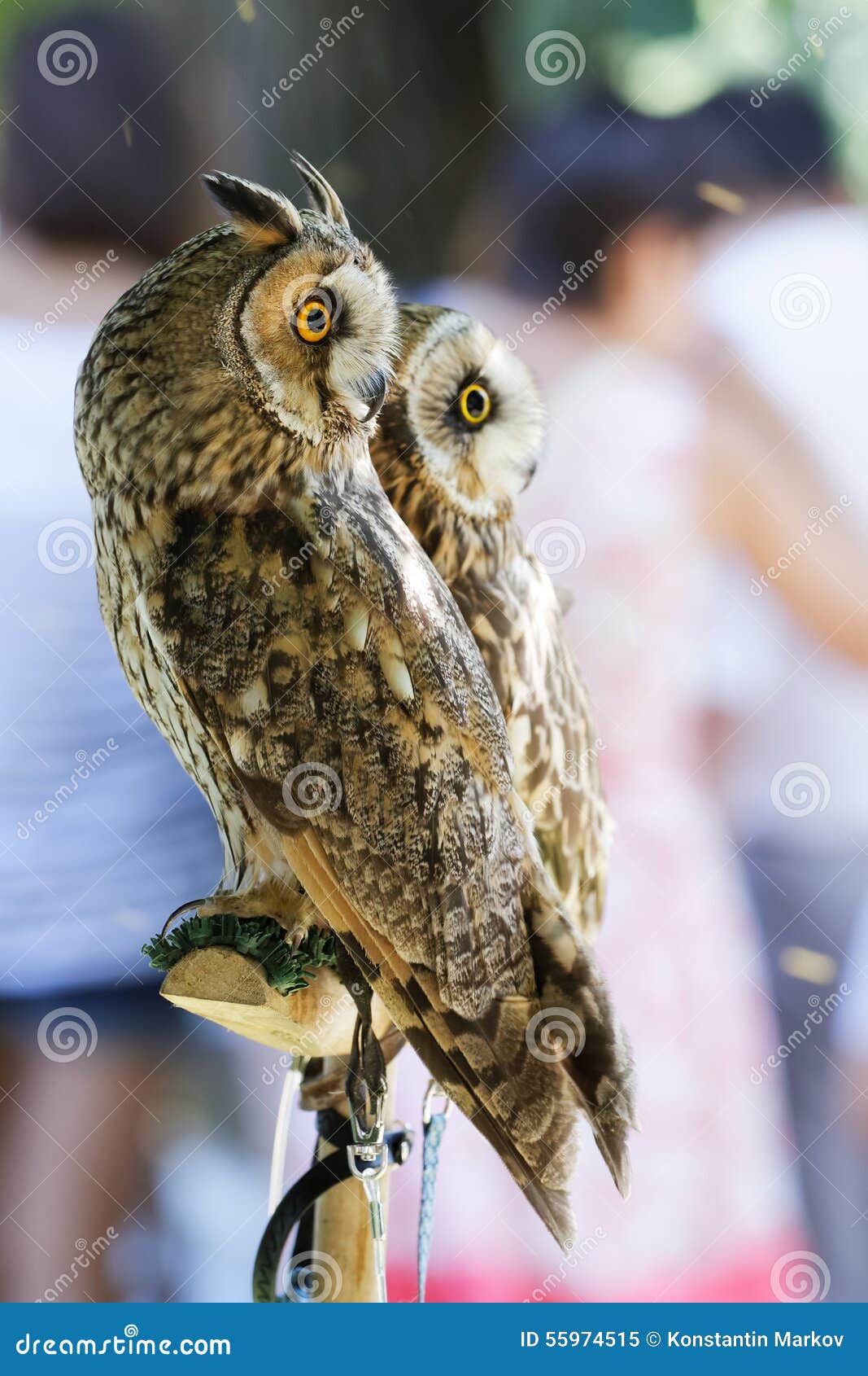 Two owls stock image. Image of gray, face, nature, eyes - 55974515