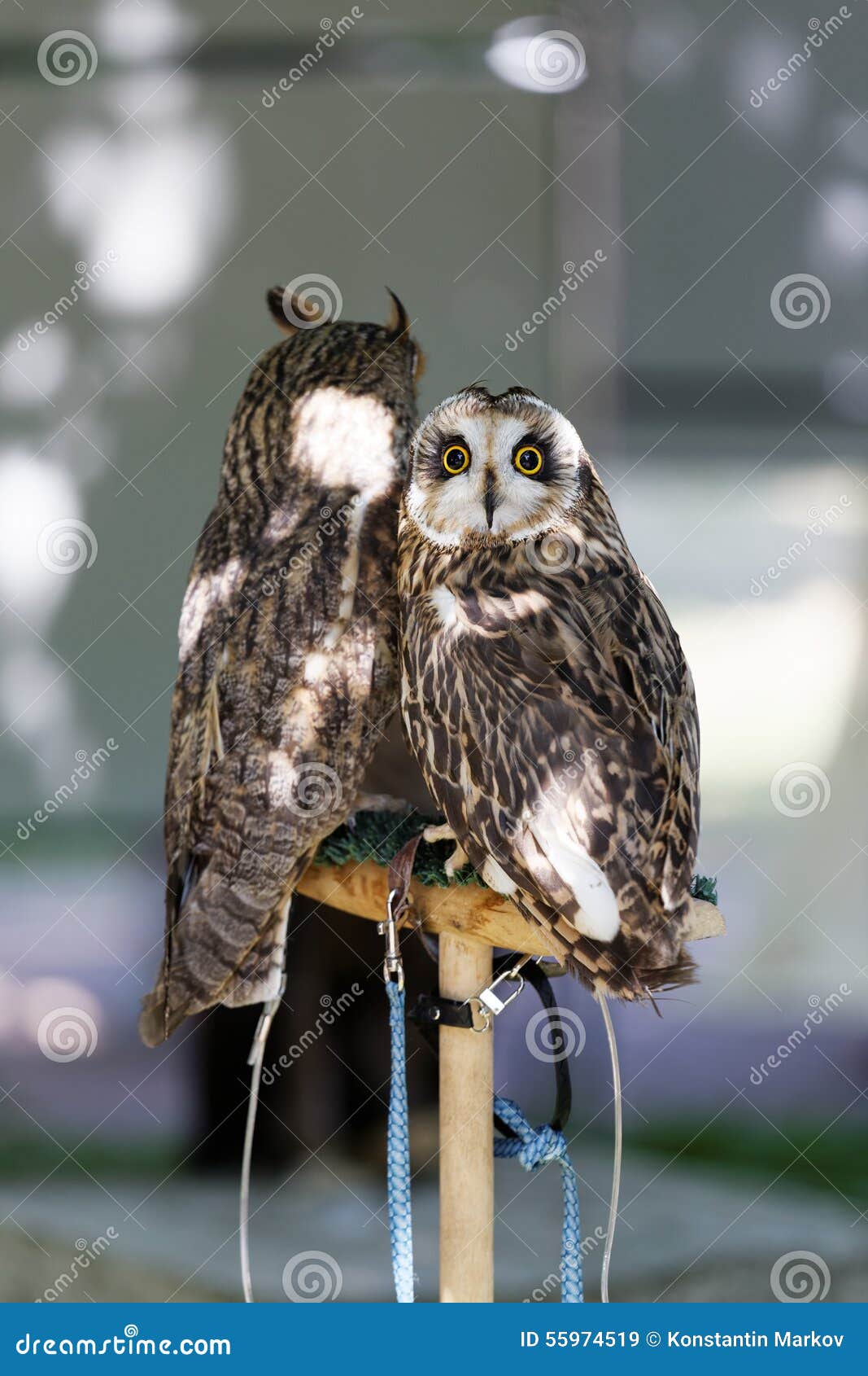 Two owls stock image. Image of feather, eyes, birds, gray - 55974519