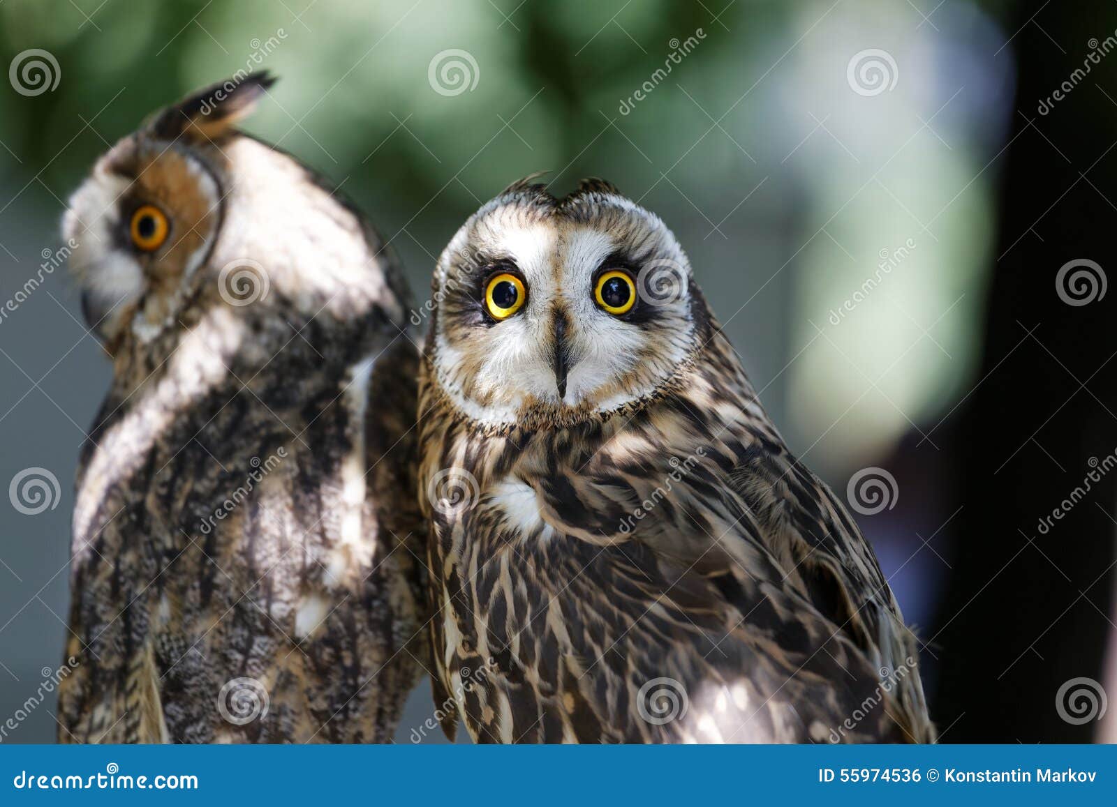 Two owls stock photo. Image of intelligence, looking - 55974536