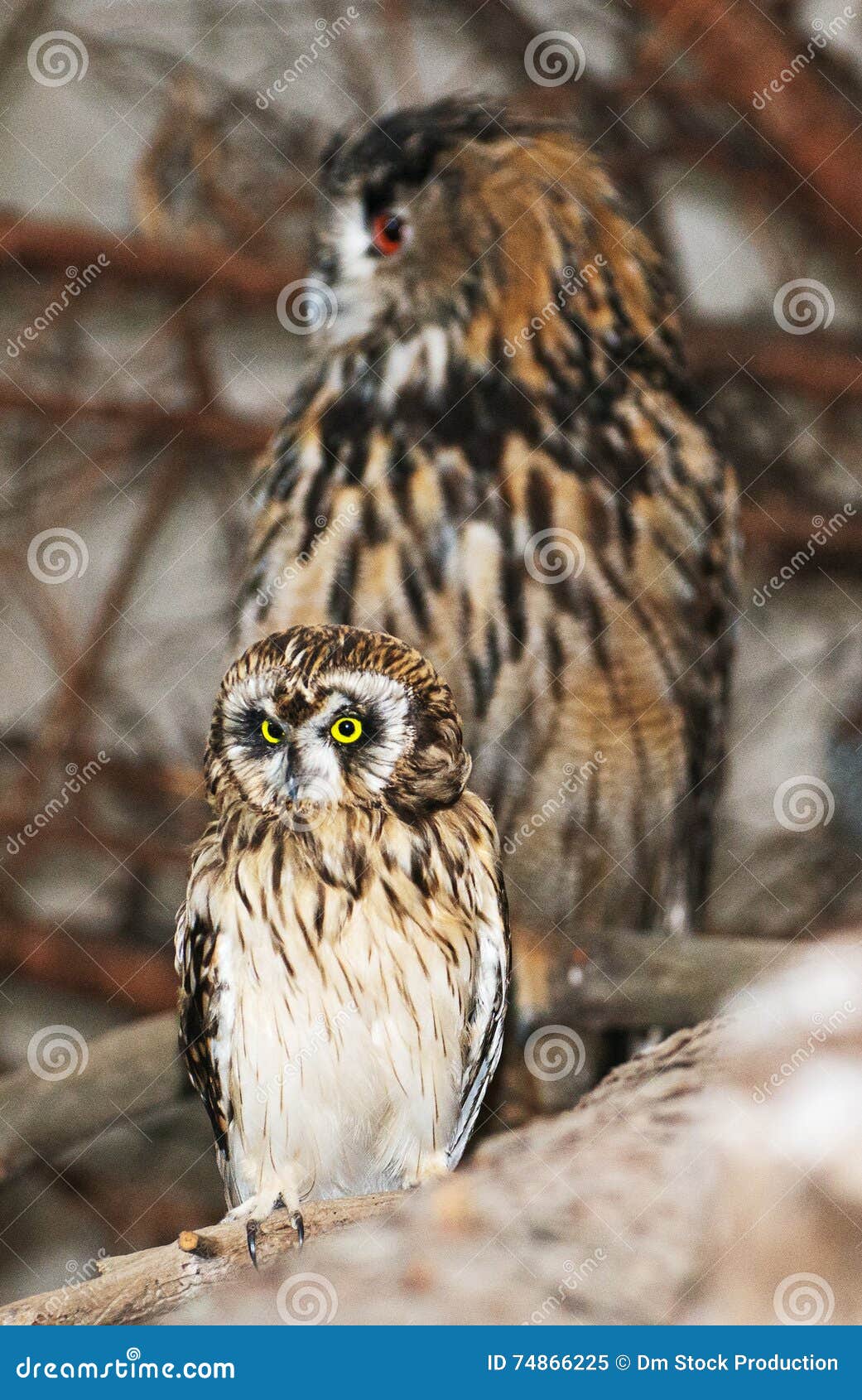 Two owls. stock image. Image of perching, studio, predator - 74866225