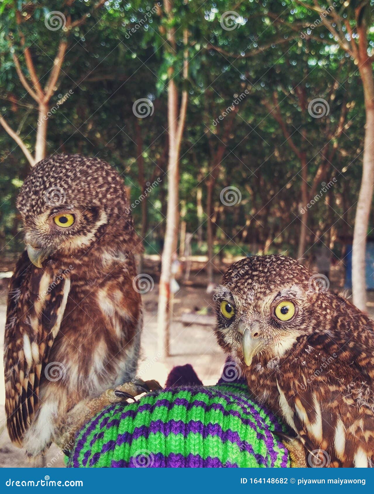 Two Owls Stand on Hand in Farm Stock Photo - Image of farm, stand ...