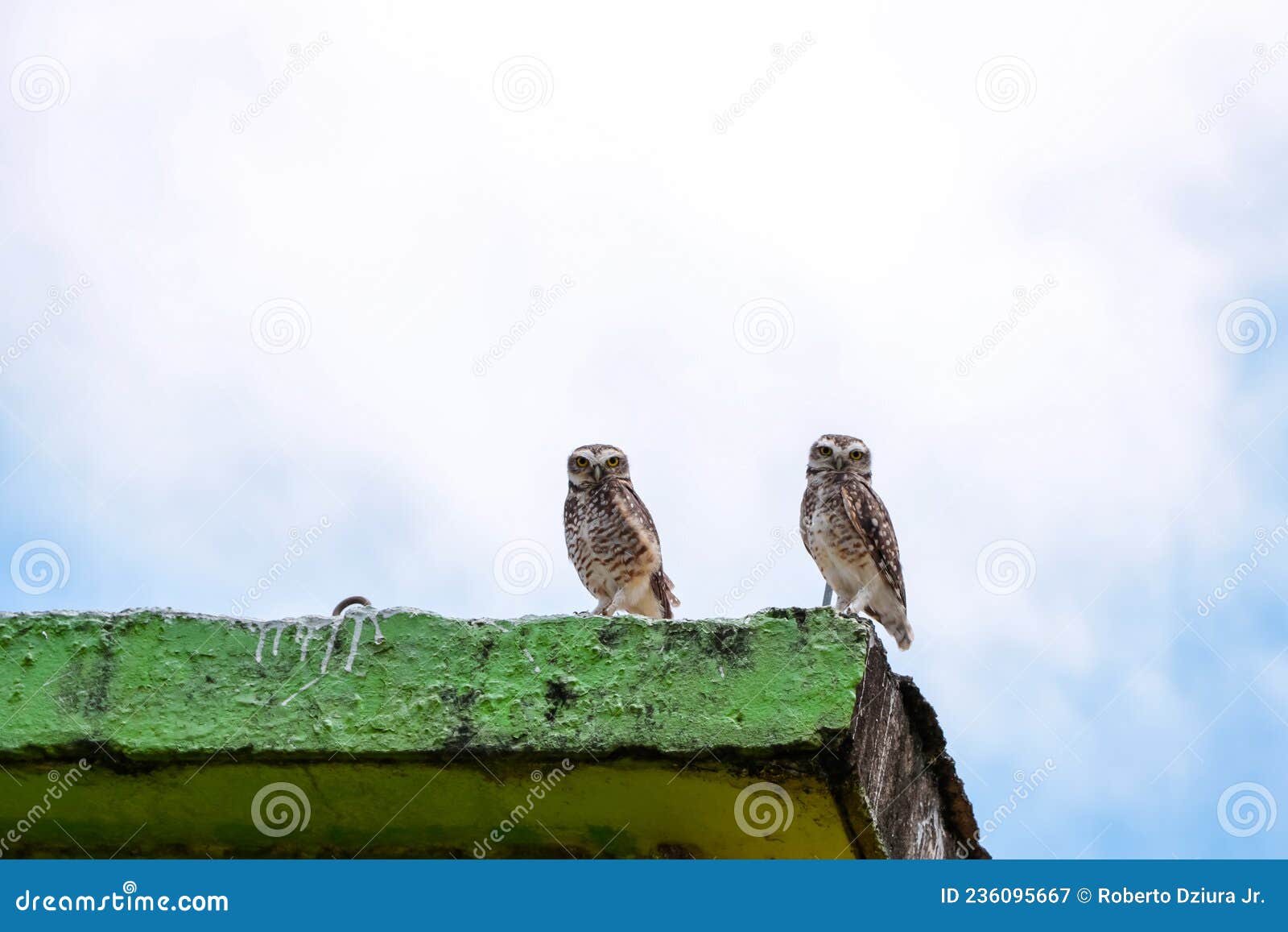 Two Owls Standing on a Worn Construction Base Stock Image - Image of ...