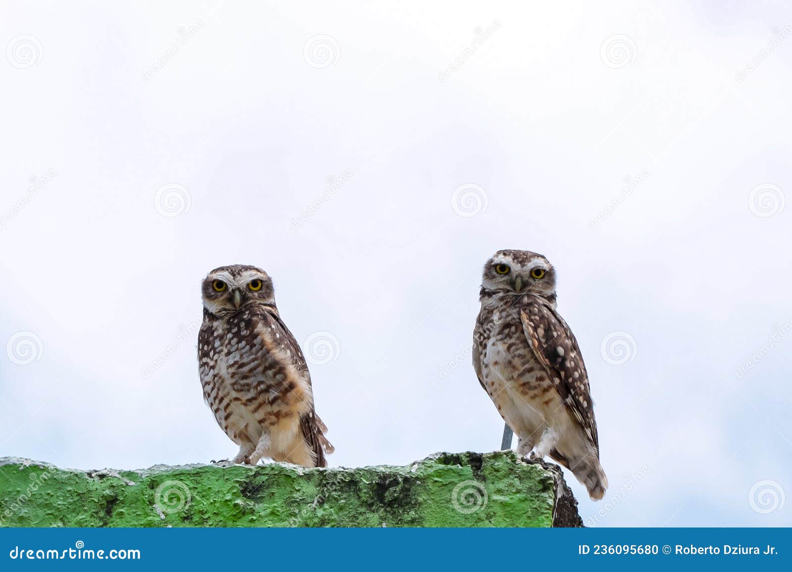 Two Owls Standing on a Worn Construction Base Stock Photo - Image of ...