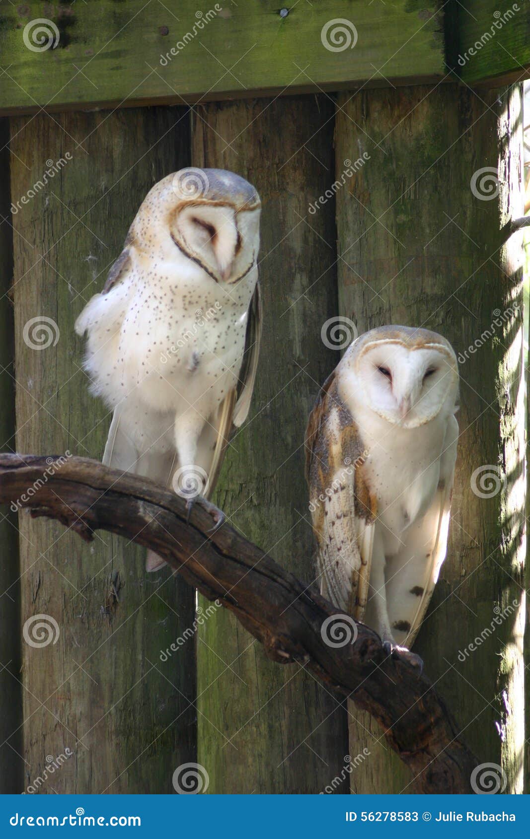 Two Barn owls stock image. Image of unusual, barn, wildlife - 56278583
