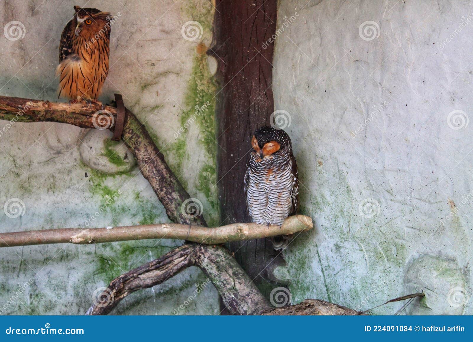 Two Owls Were Enjoying Their Sleep on the Branches Stock Photo - Image ...