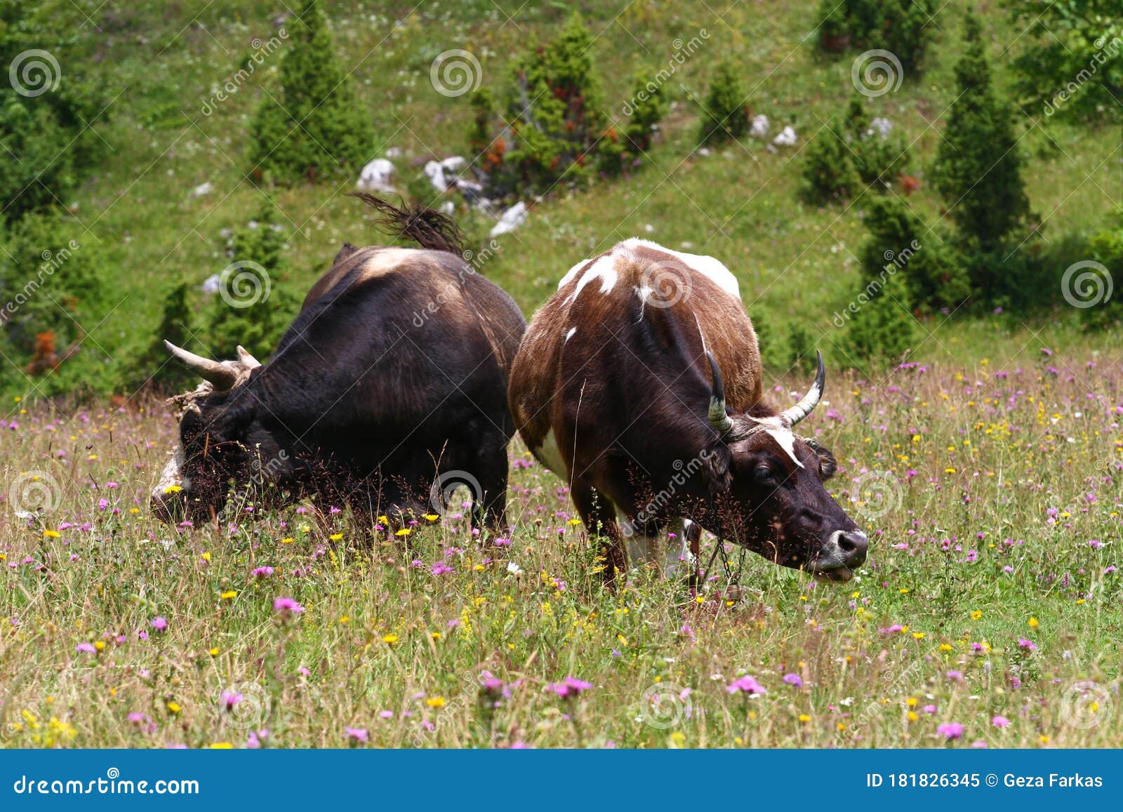 Two ox on a flower meadow stock image. Image of grass - 181826345
