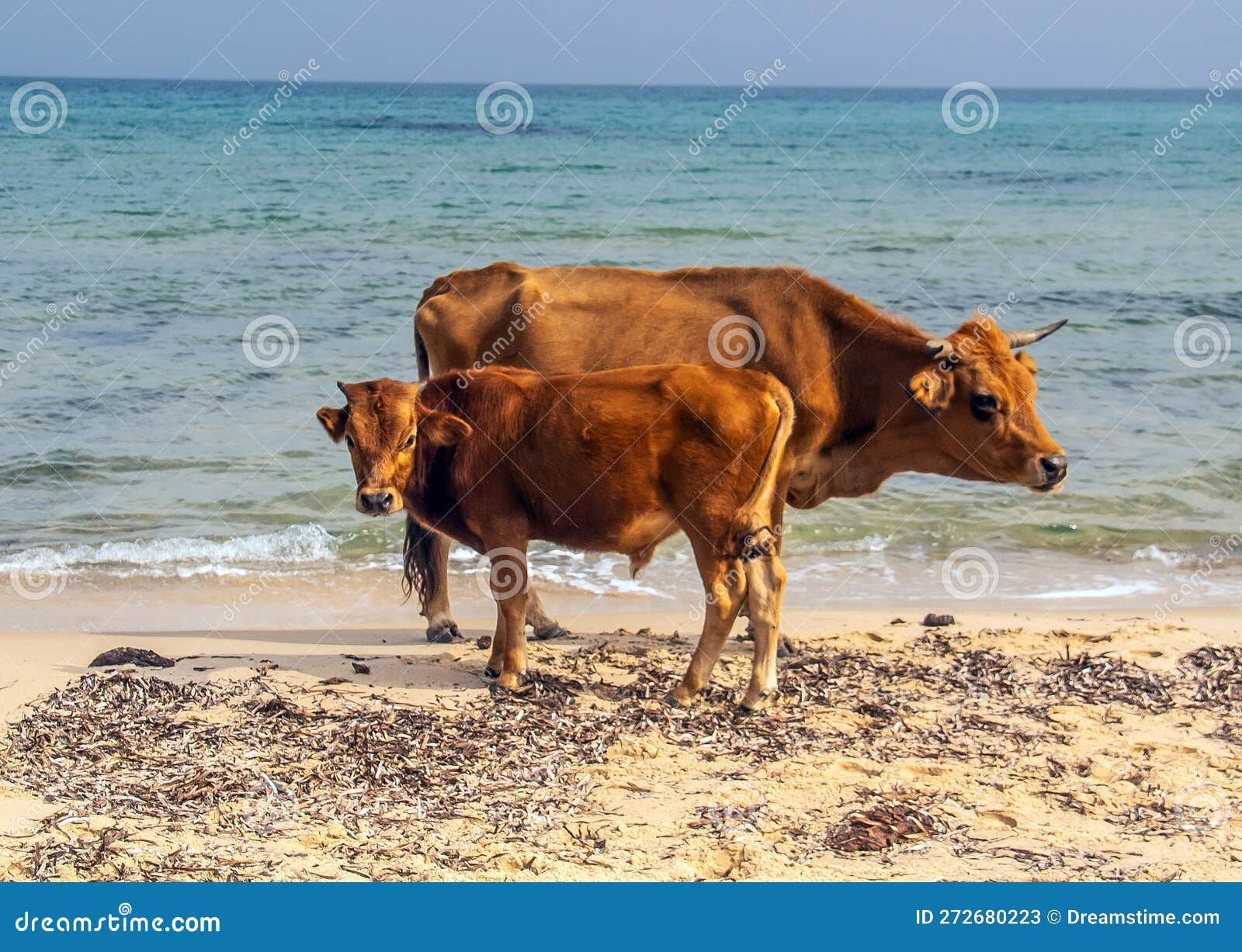 Two Oxen on the Beach stock image. Image of nature, horizon - 272680223