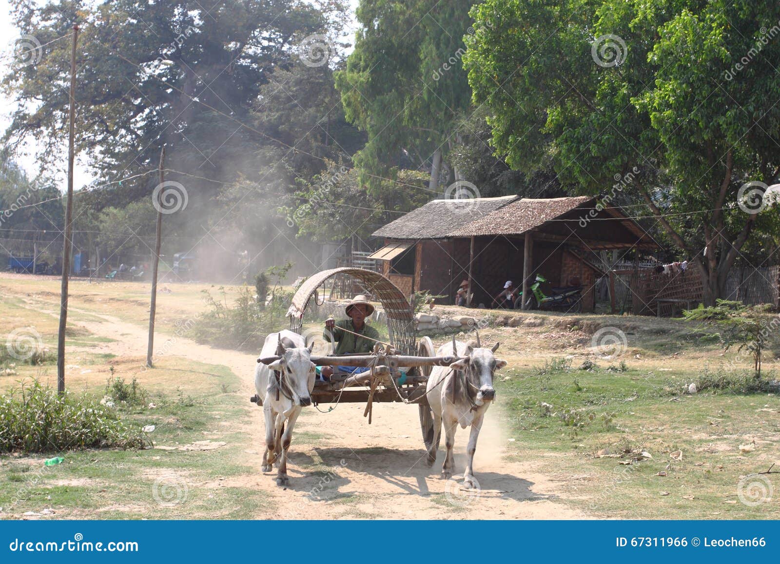 Two Oxen Pulling Wooden Cart Editorial Photo - Image of agriculture ...