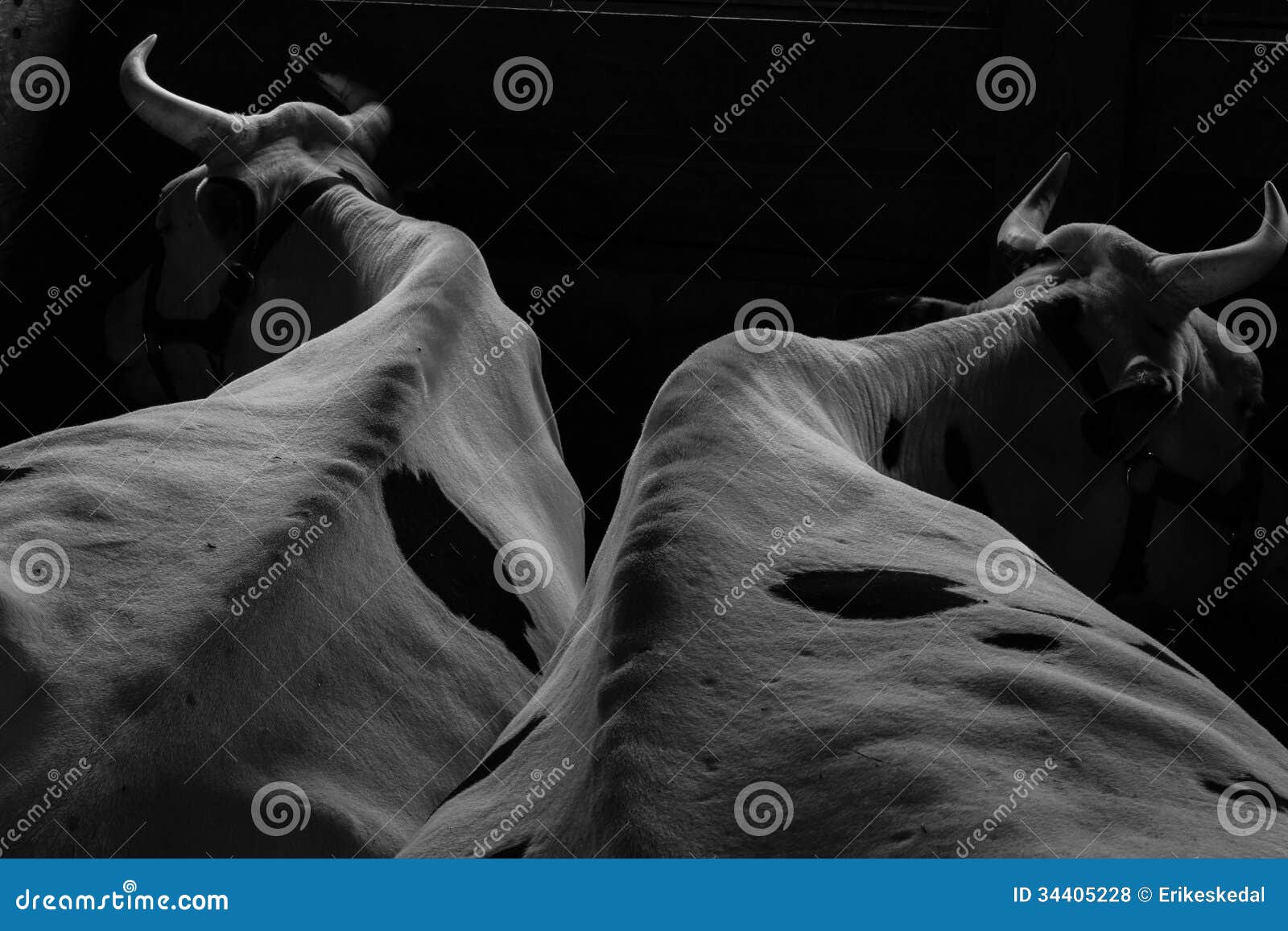 Two Oxen stock photo. Image of horn, vertebrate, twins - 34405228