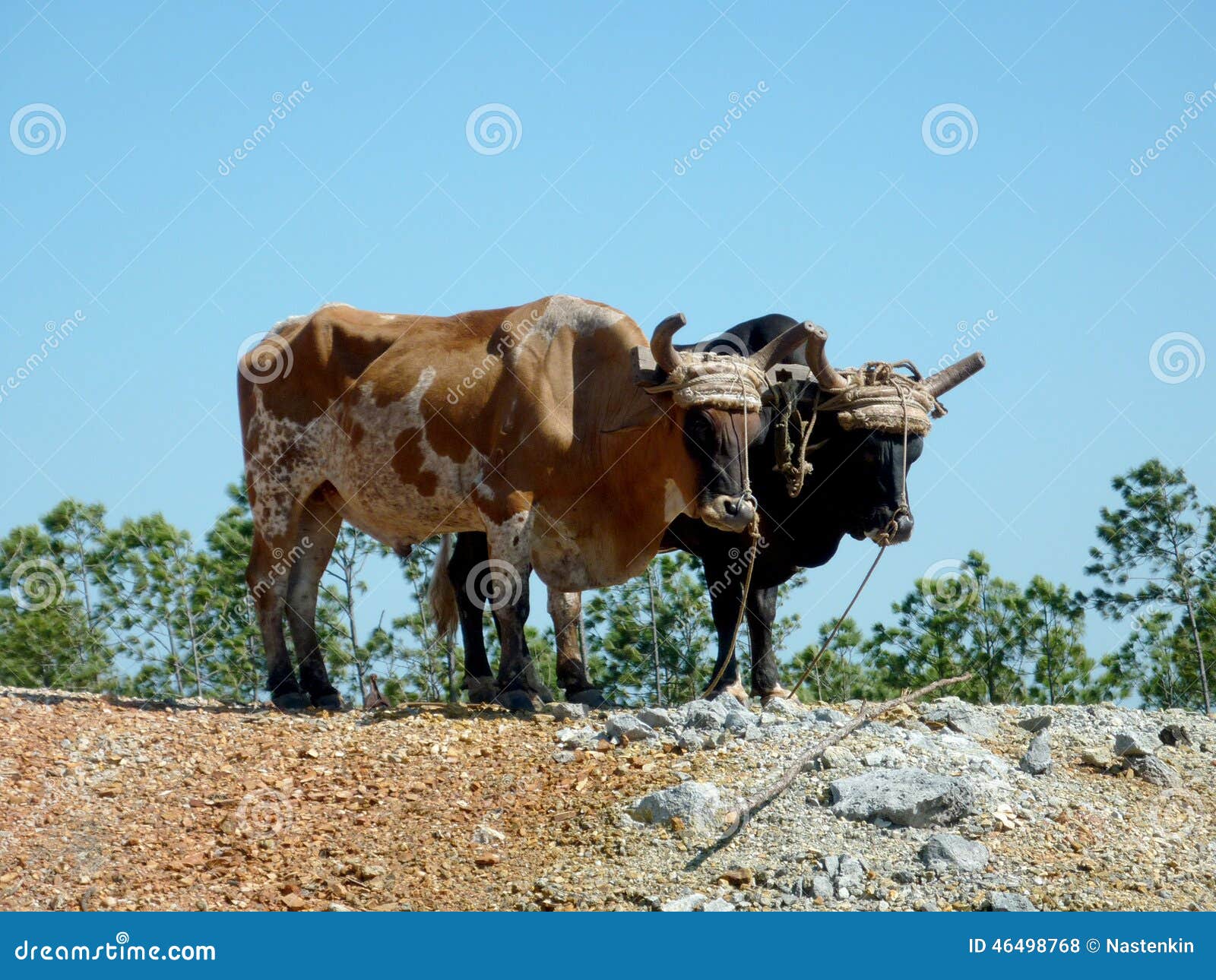 Two oxes stock photo. Image of brown, summer, agriculture - 46498768