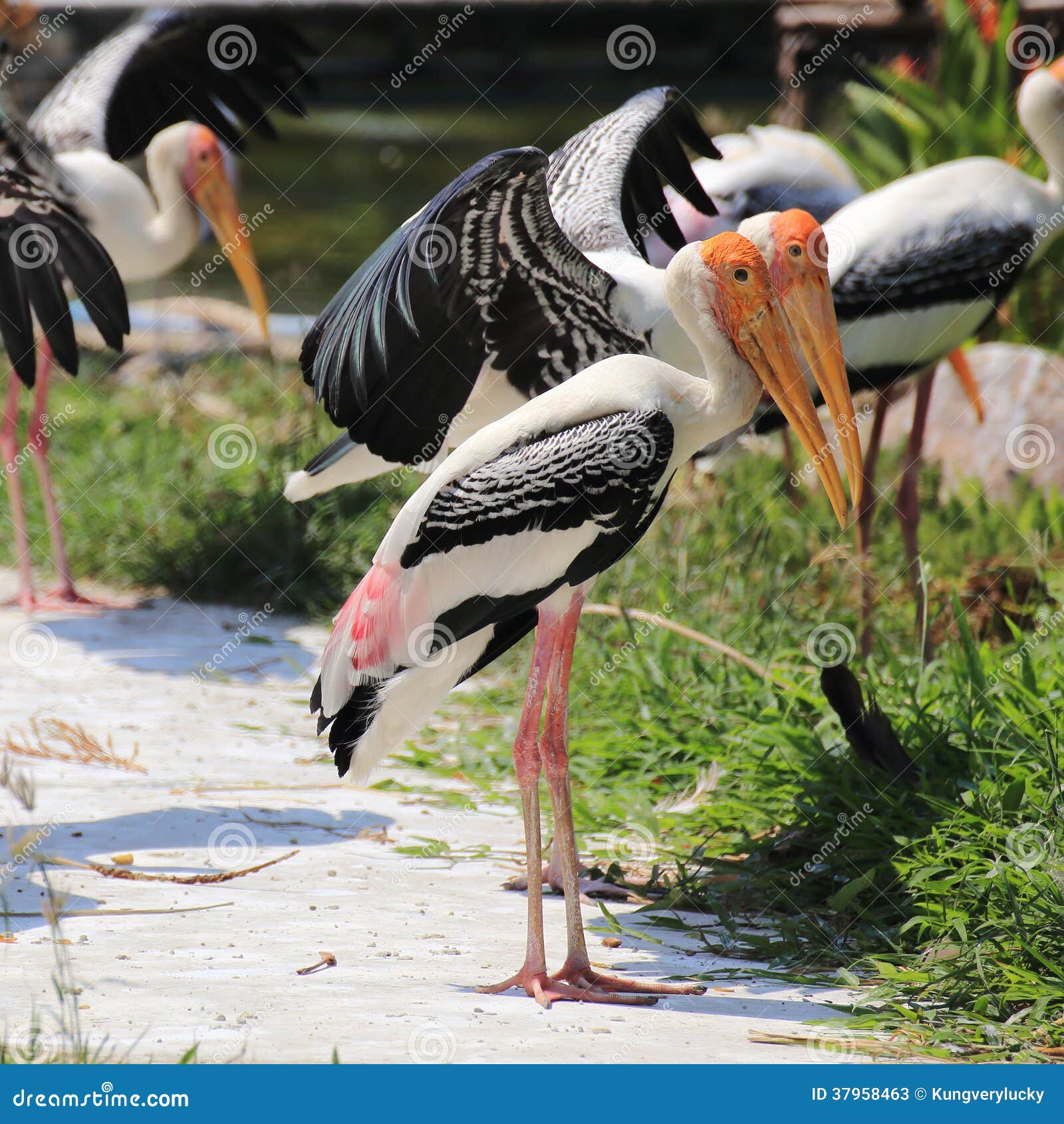 Two Painted Storks stock image. Image of legs, head, stork - 37958463