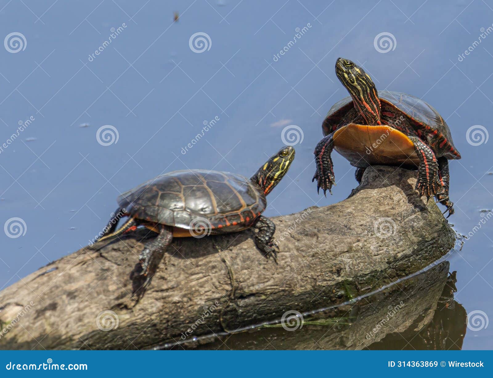 Two Painted Turtles Basking on a Wooden Log in the Water Stock Image ...
