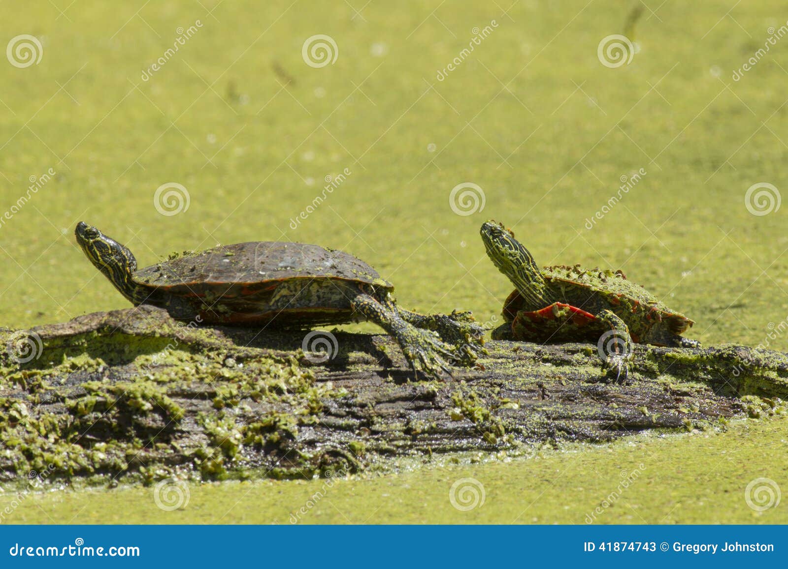 Two Painted Turtles on a Log. Stock Image - Image of picta, pond: 41874743