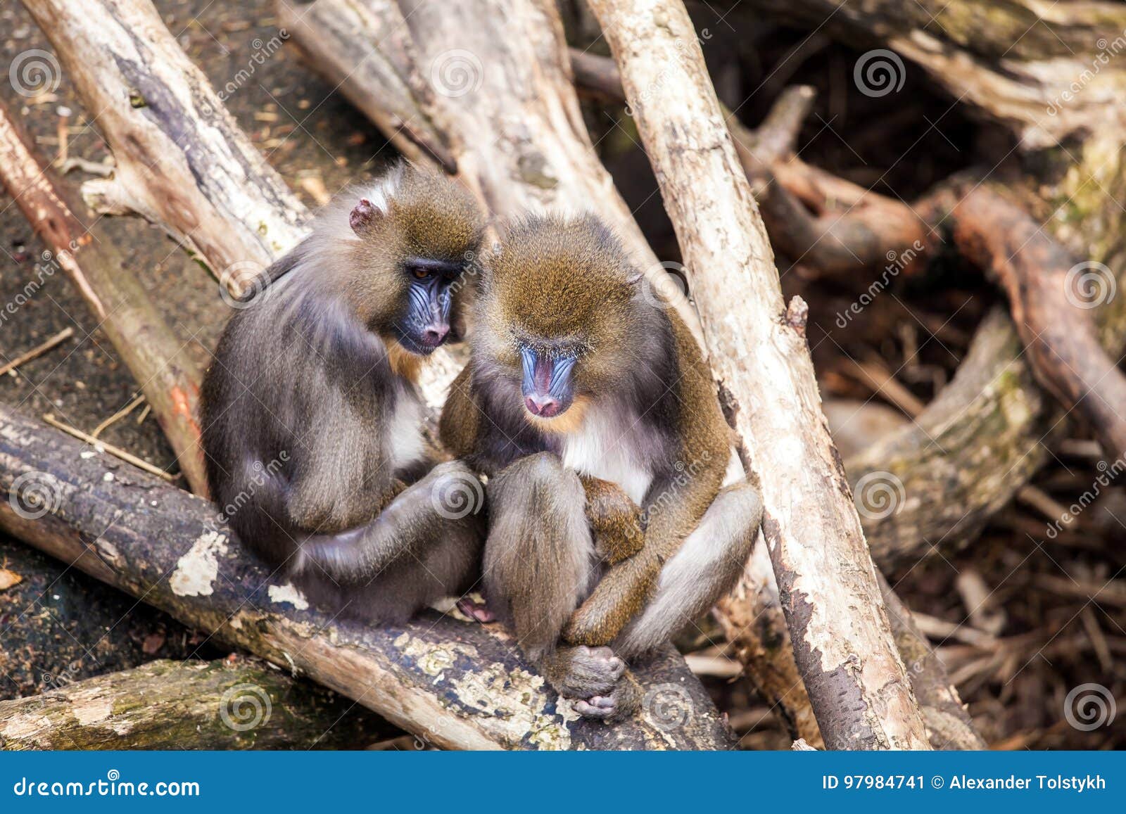 Two monkeys in Zoo stock image. Image of wilderness, monkey - 97984741