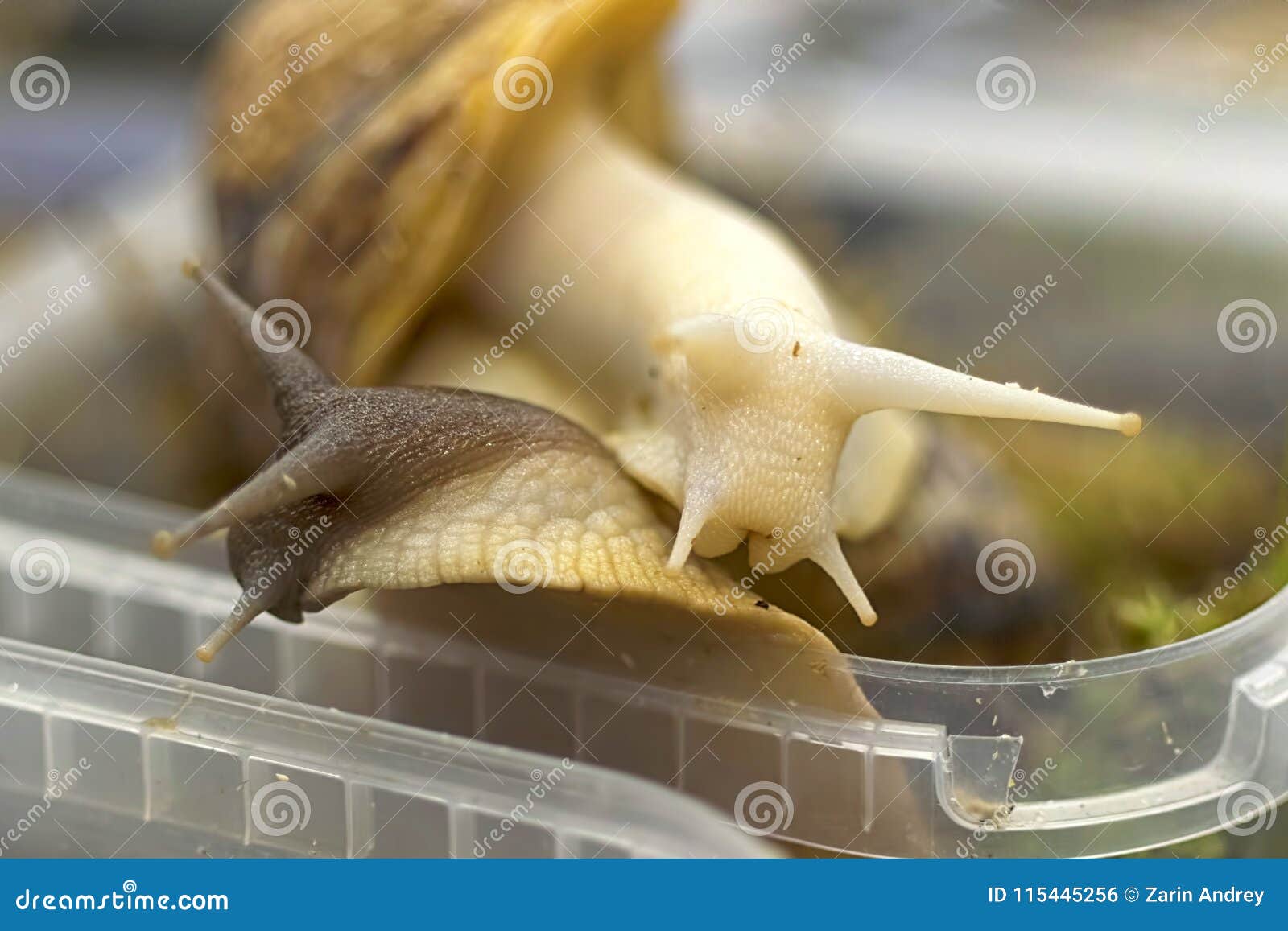 Two pairing snails stock photo. Image of mollusc, food - 115445256