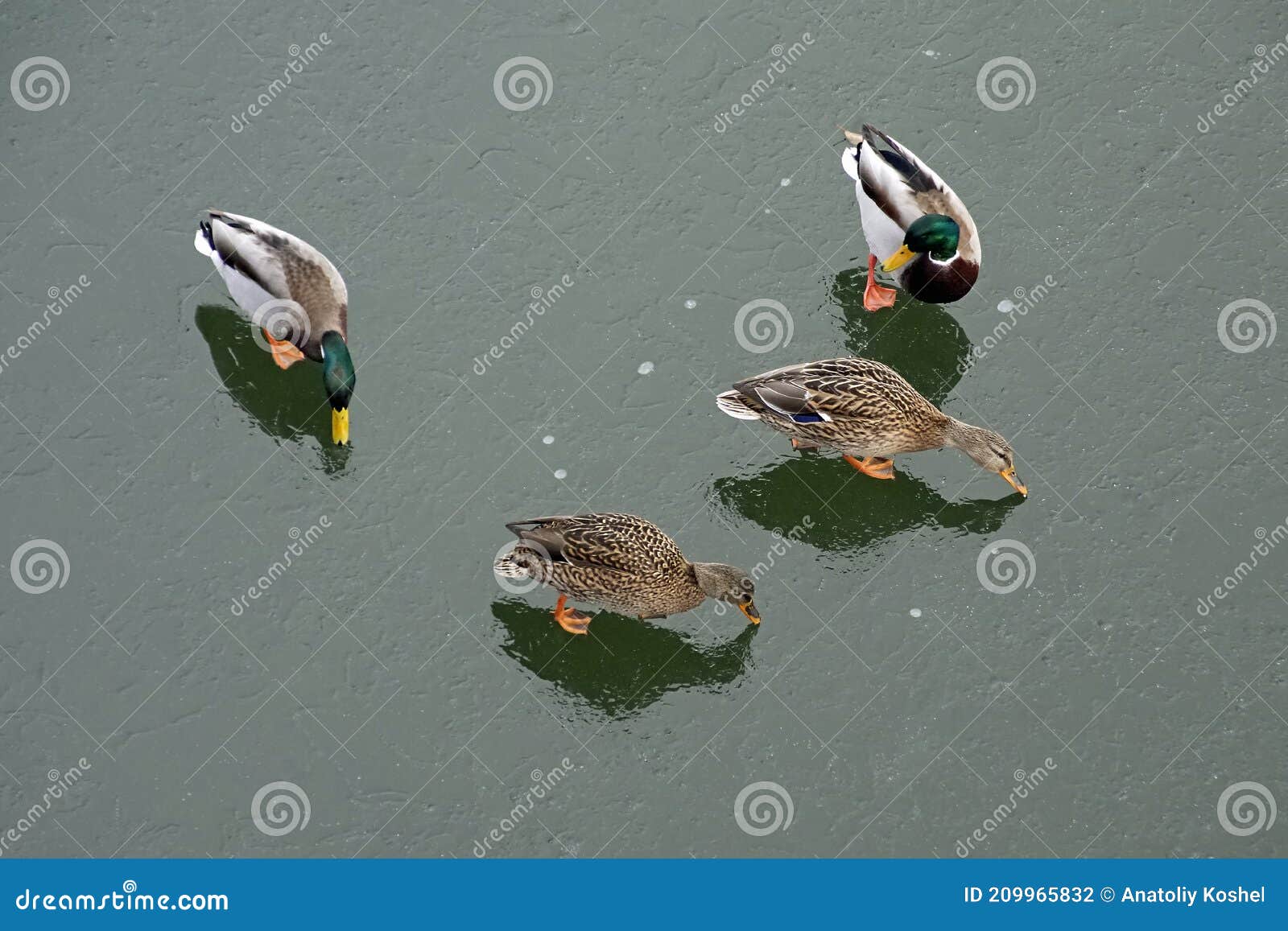 Two Pairs of Ducks on Thin Ice in Winter on a Pond. Stock Photo - Image ...