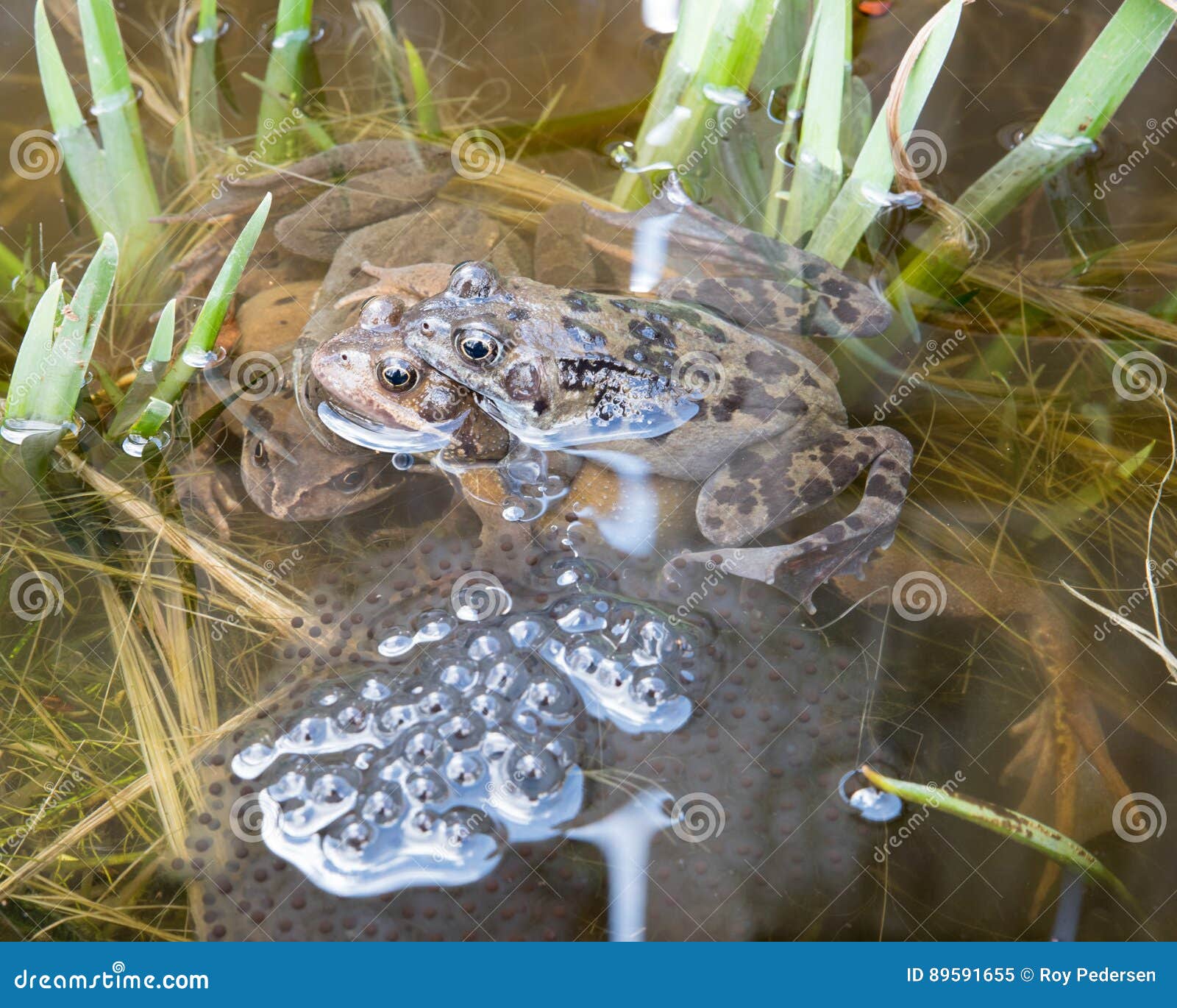 Two pairs of frogs. stock image. Image of outdoors, mating - 89591655