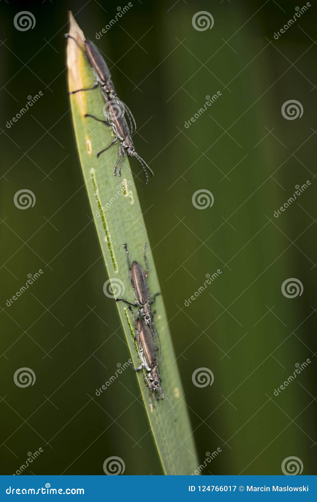 Two Pairs of Long Black Insects Copulate Stock Image - Image of ...