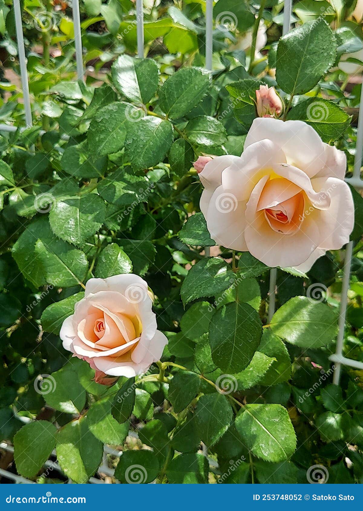 Two pale-orange roses stock photo. Image of pink, roses - 253748052