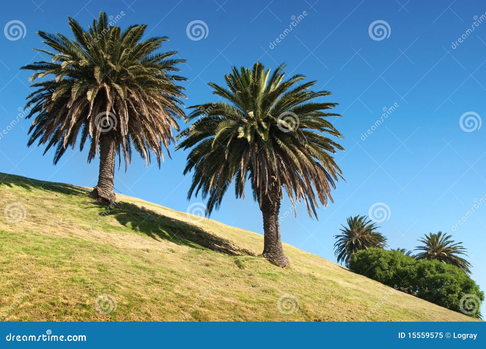 Two palm in sunny day. stock image. Image of landscape - 15559575