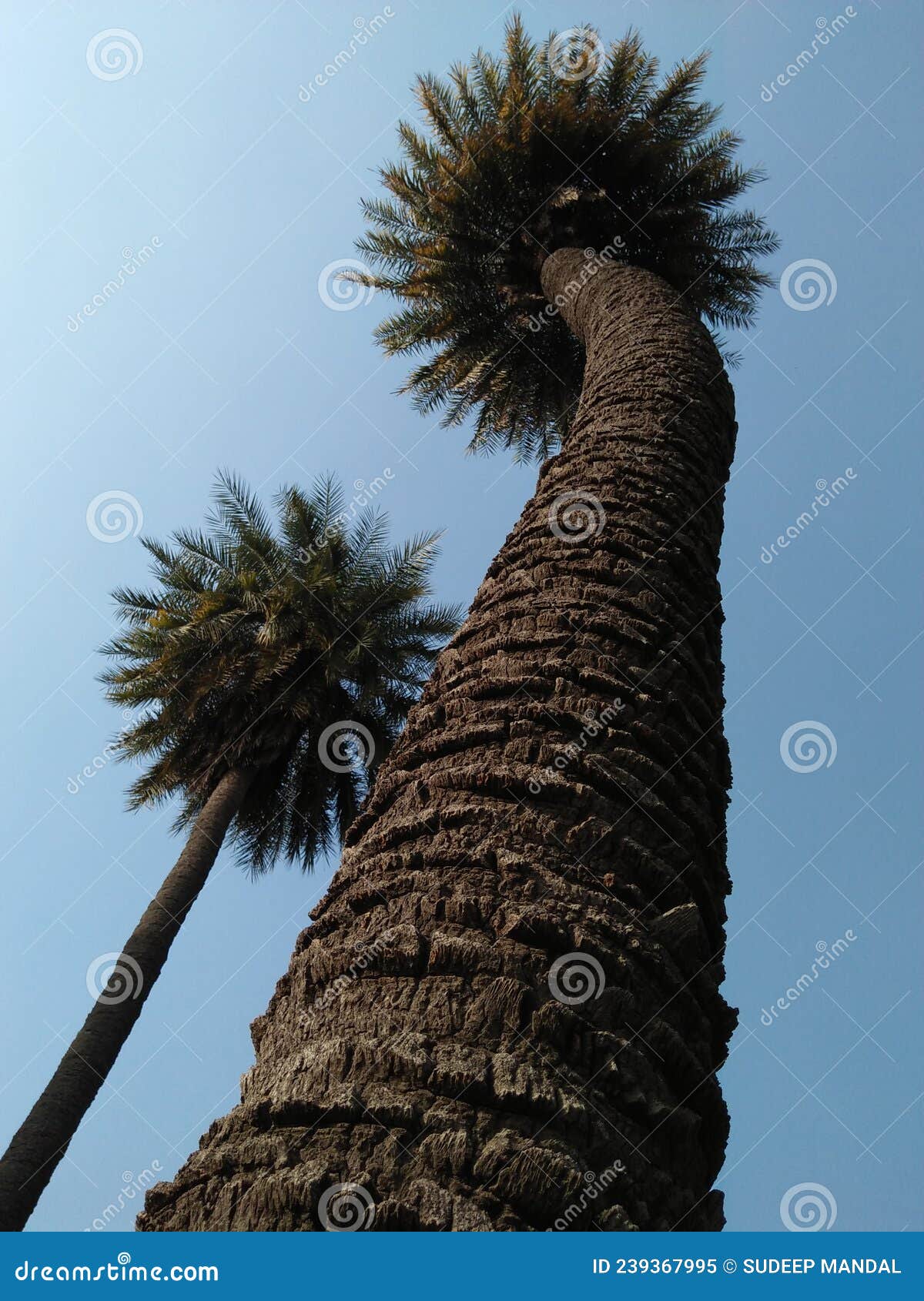 Two Palm Tree Captured Horizontally Stock Image - Image of botom ...