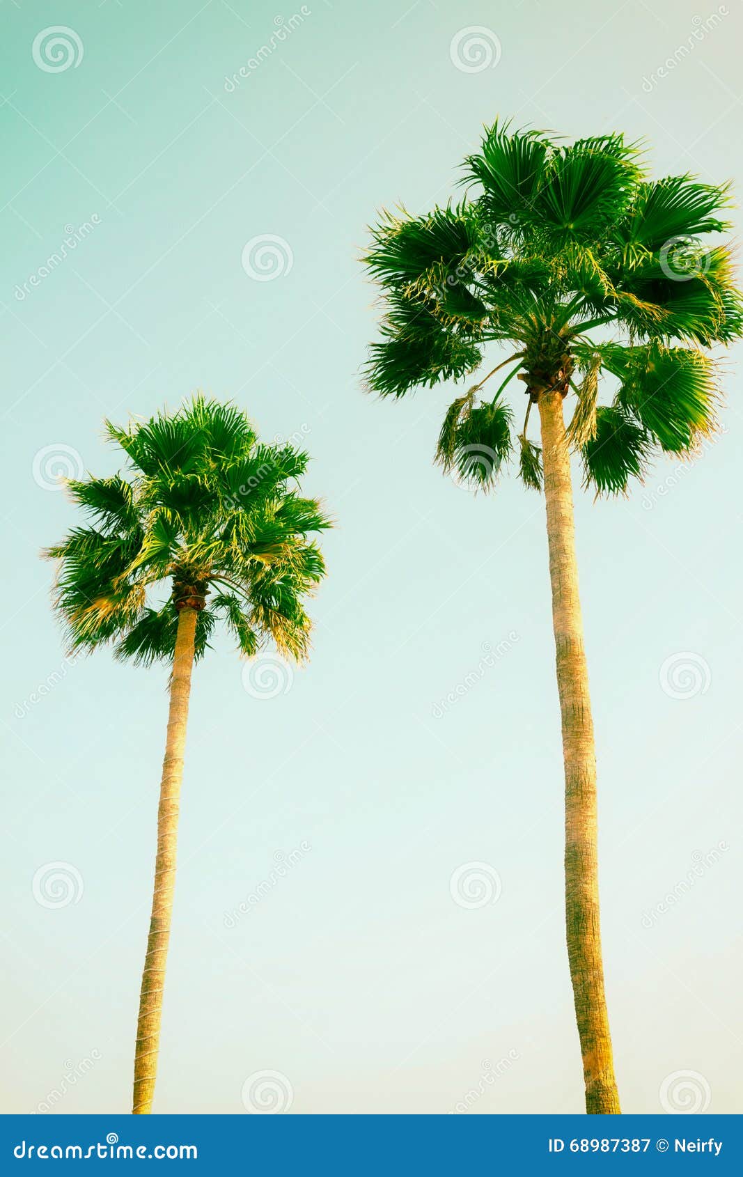 Two palm tree stock image. Image of retro, beautiful - 68987387