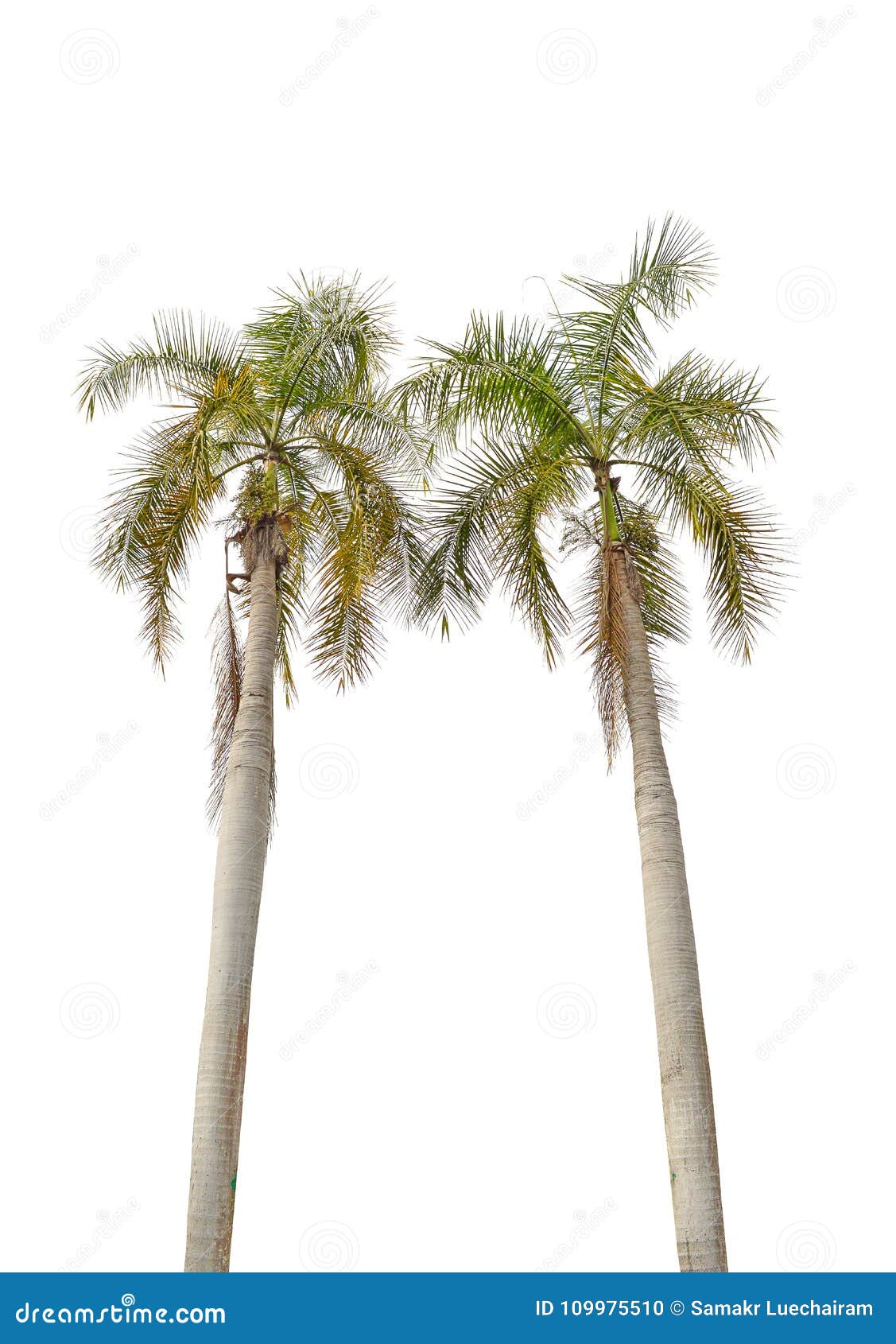 Two Palm tree isolated stock photo. Image of nature - 109975510