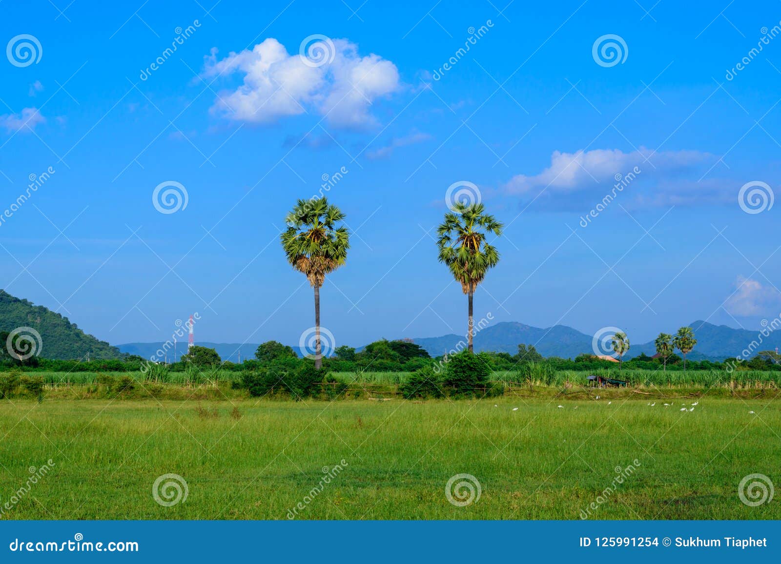 Two Palm tree stock photo. Image of blue, background - 125991254