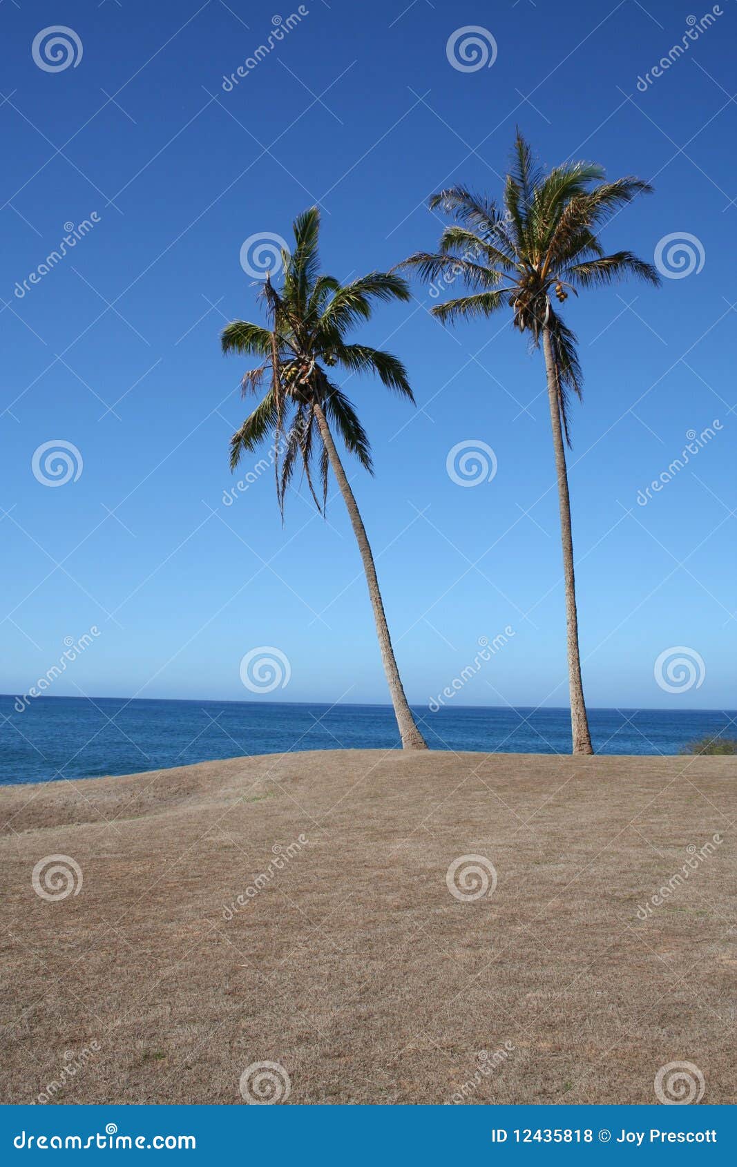 Two Palm Trees stock photo. Image of island, trip, tree - 12435818
