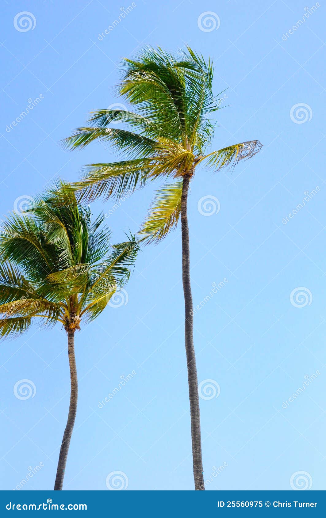 Two Palm Trees stock image. Image of caribbean, plant - 25560975
