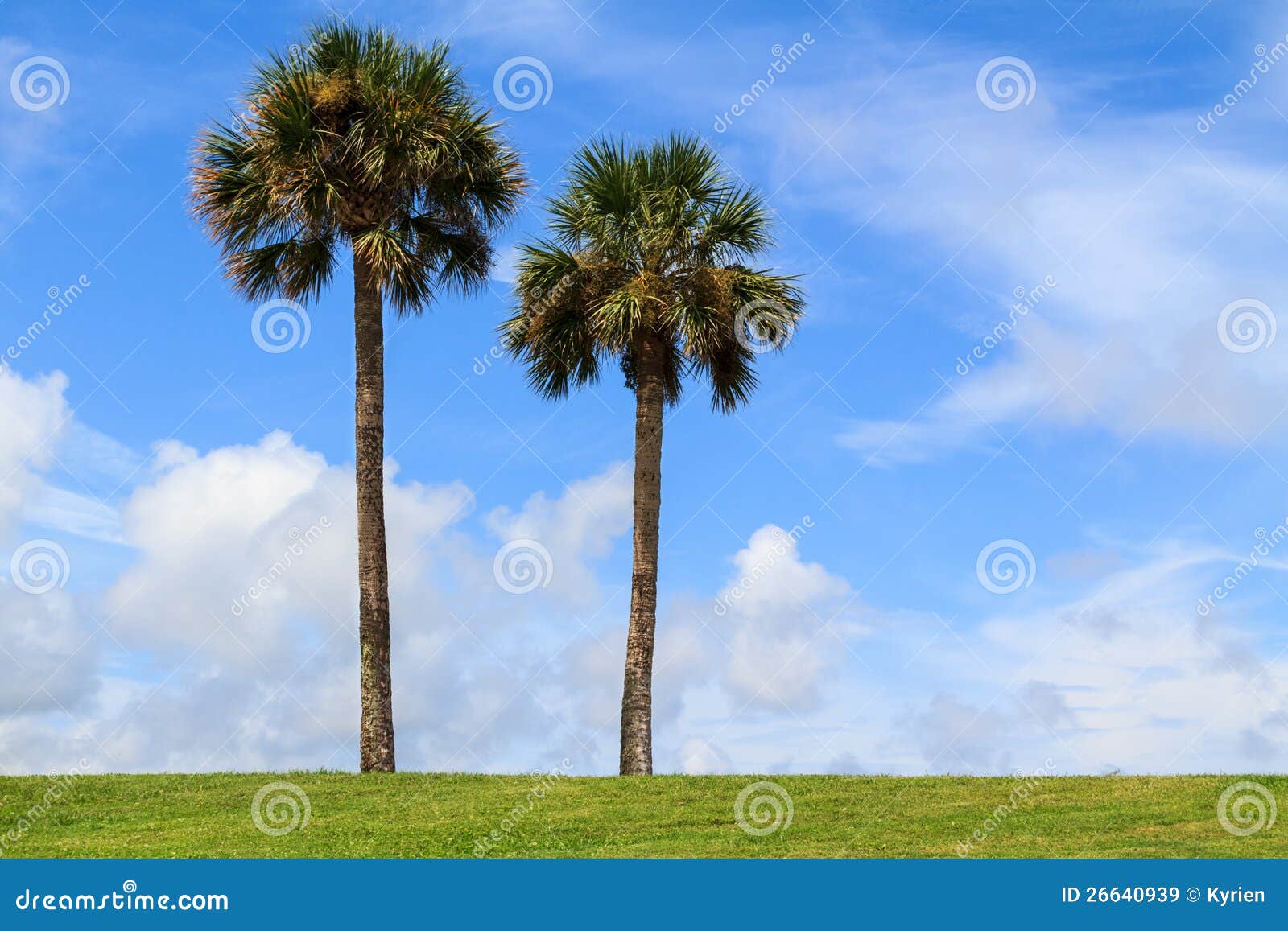 Two palm trees stock image. Image of united, tall, island - 26640939