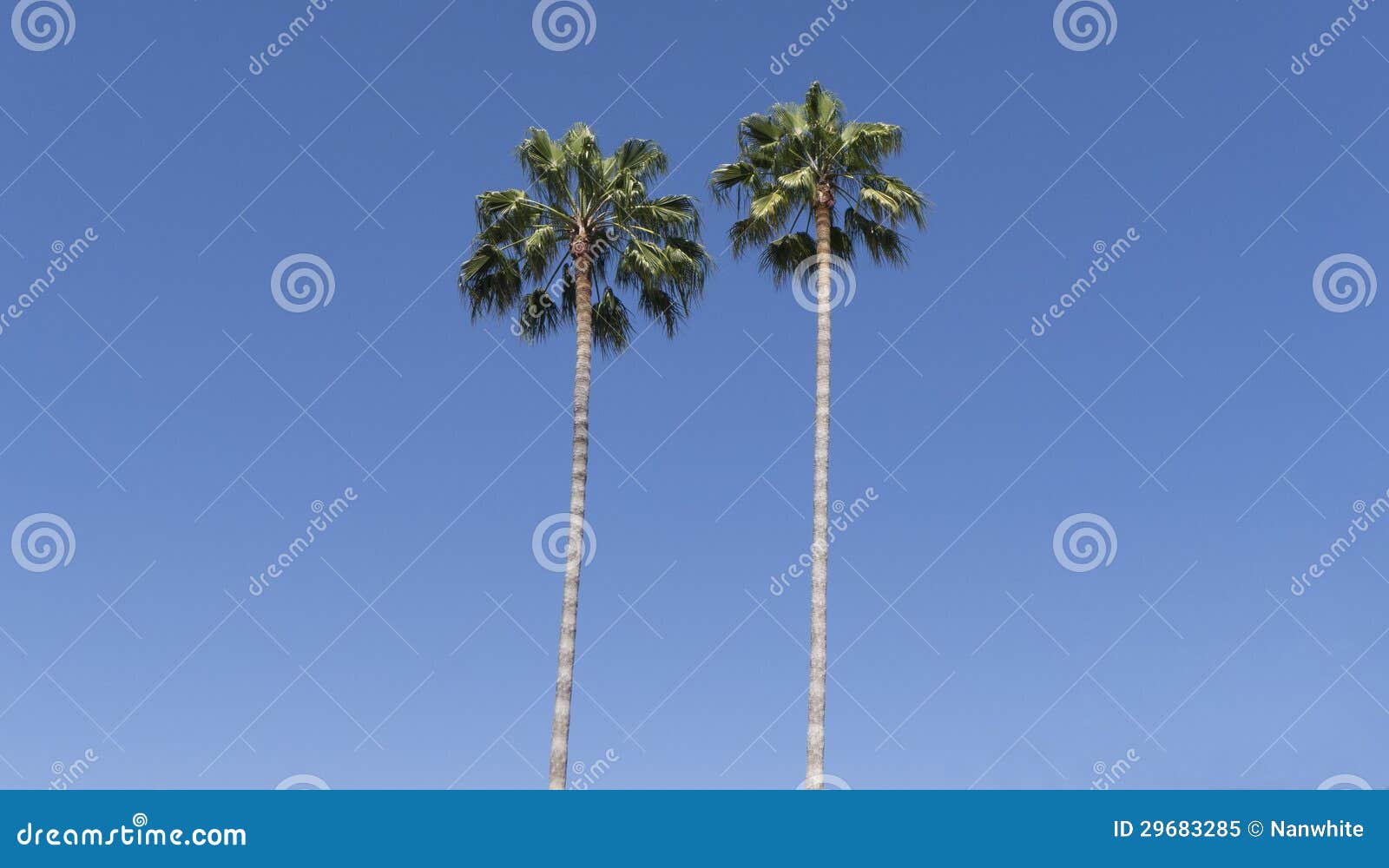 Two Palm Trees stock image. Image of tropical, daytime - 29683285