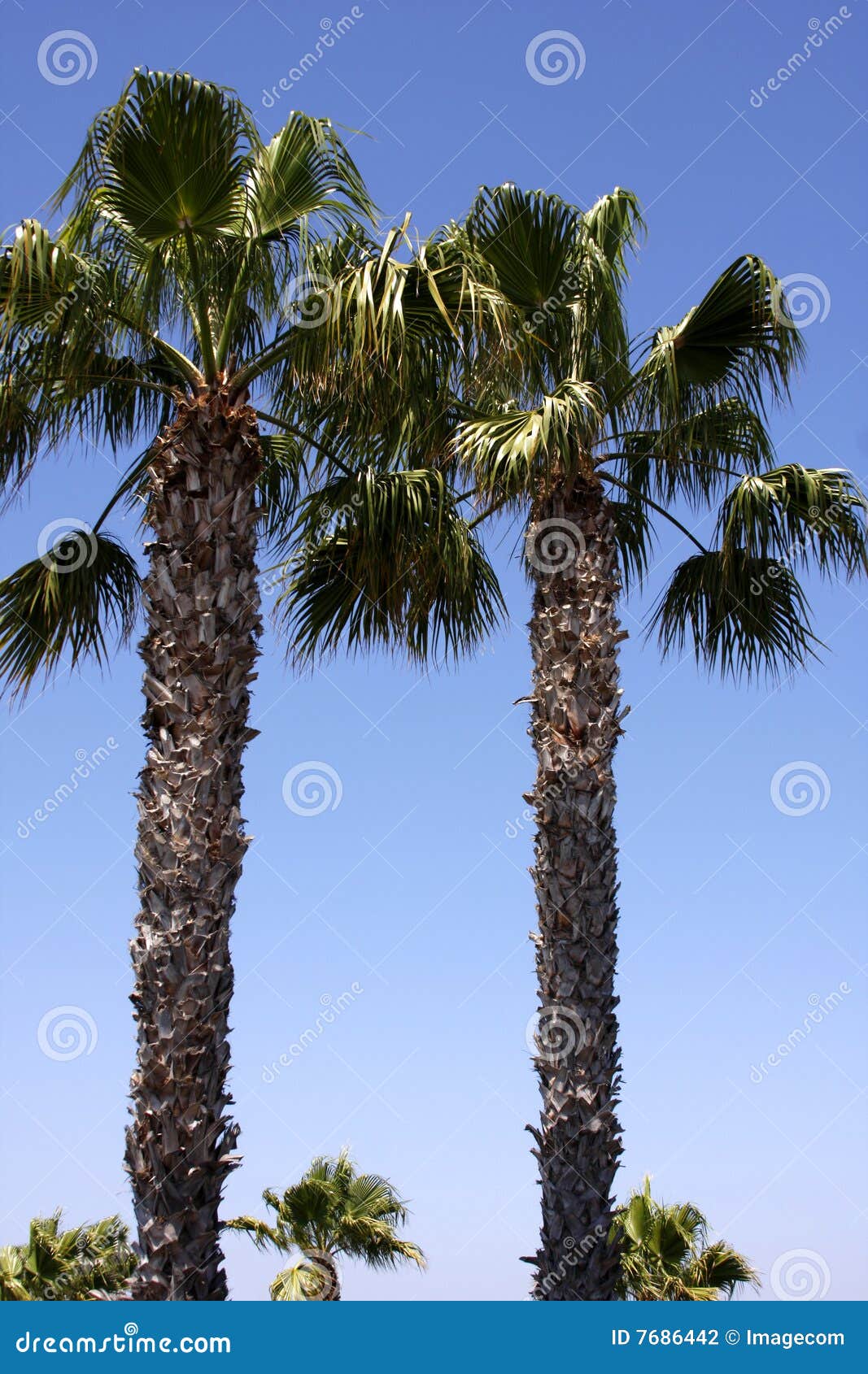 Two palm trees stock photo. Image of beach, plant, holidays - 7686442
