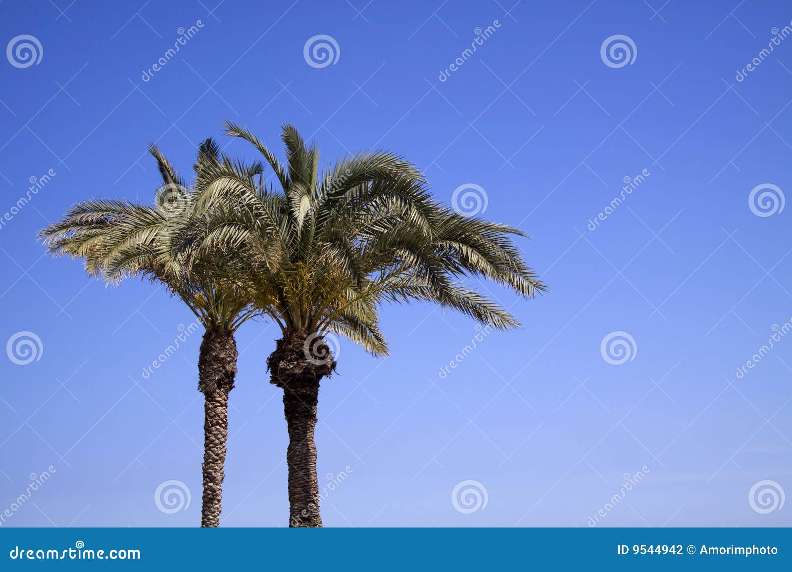 Two palm trees stock photo. Image of trees, plant, island - 9544942