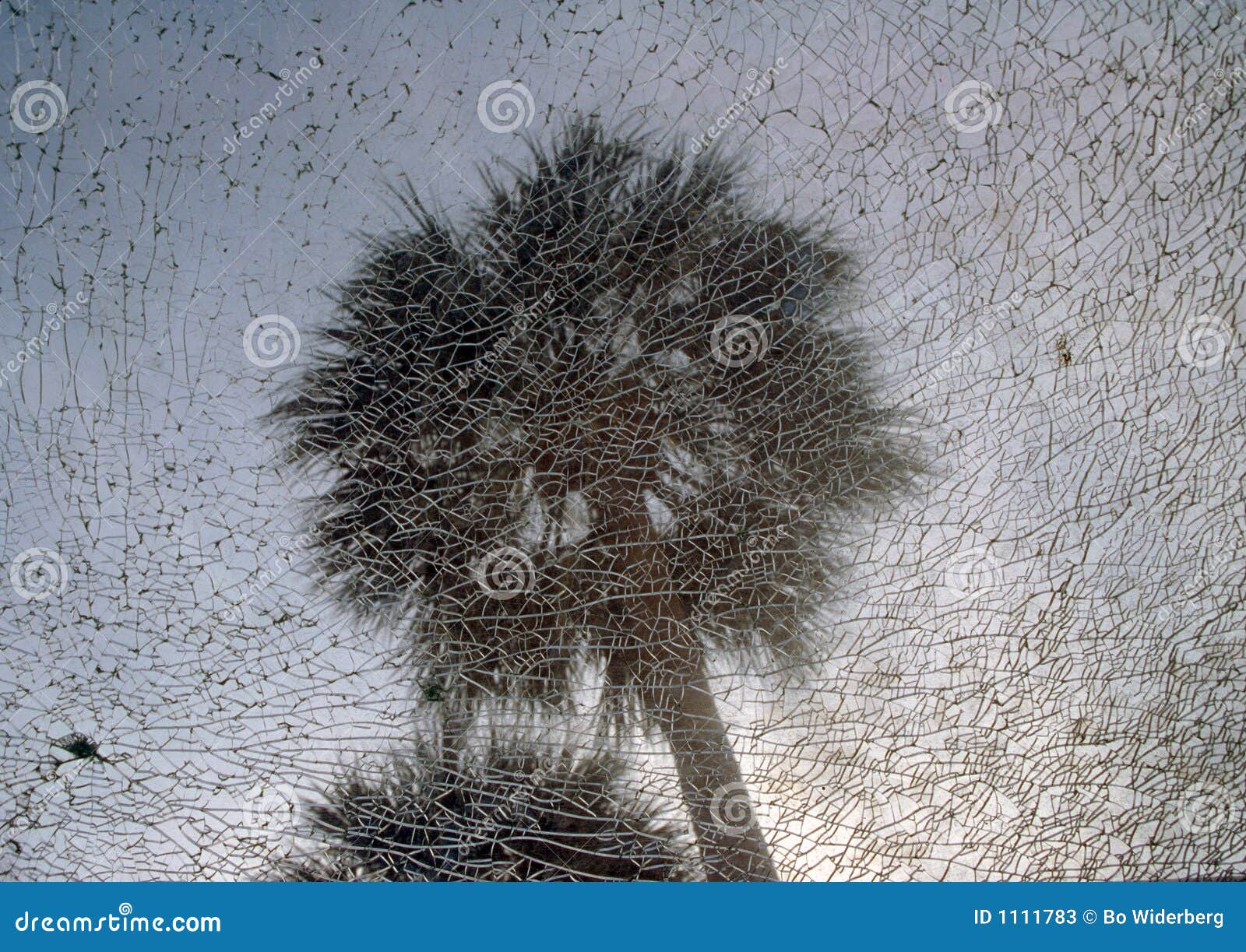 Two Palm Trees Against Shattered Glass Stock Image - Image of blue ...