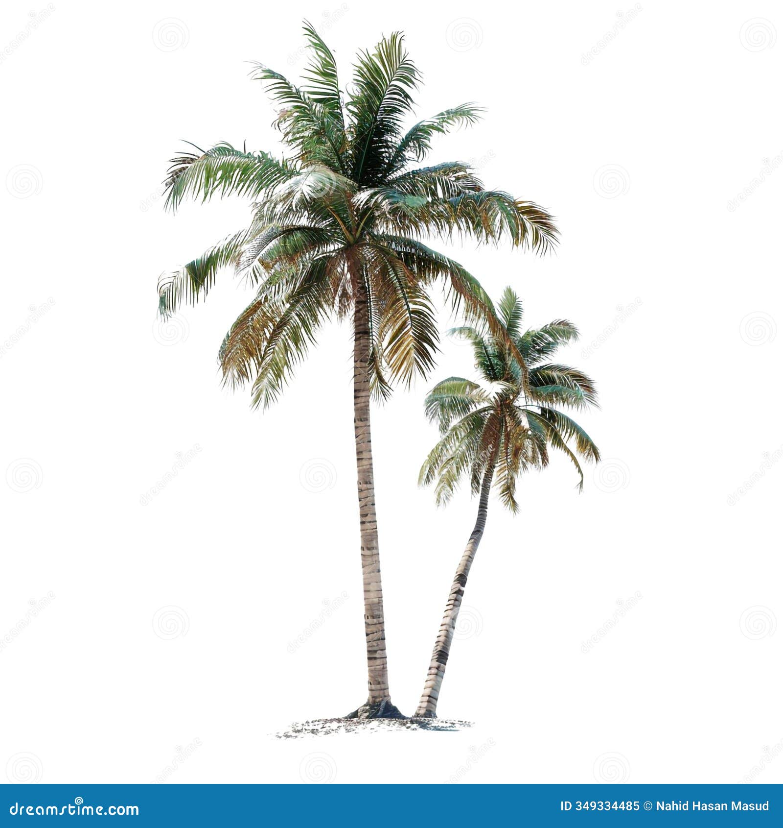 Two Palm Trees Against a White Background Stock Illustration ...