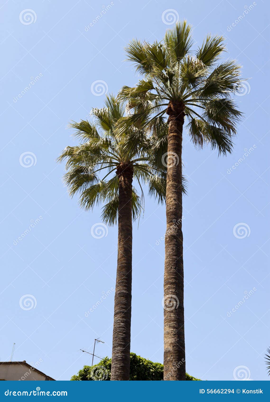 Two Palm Trees on Background of Blue Sky Stock Photo - Image of summer ...