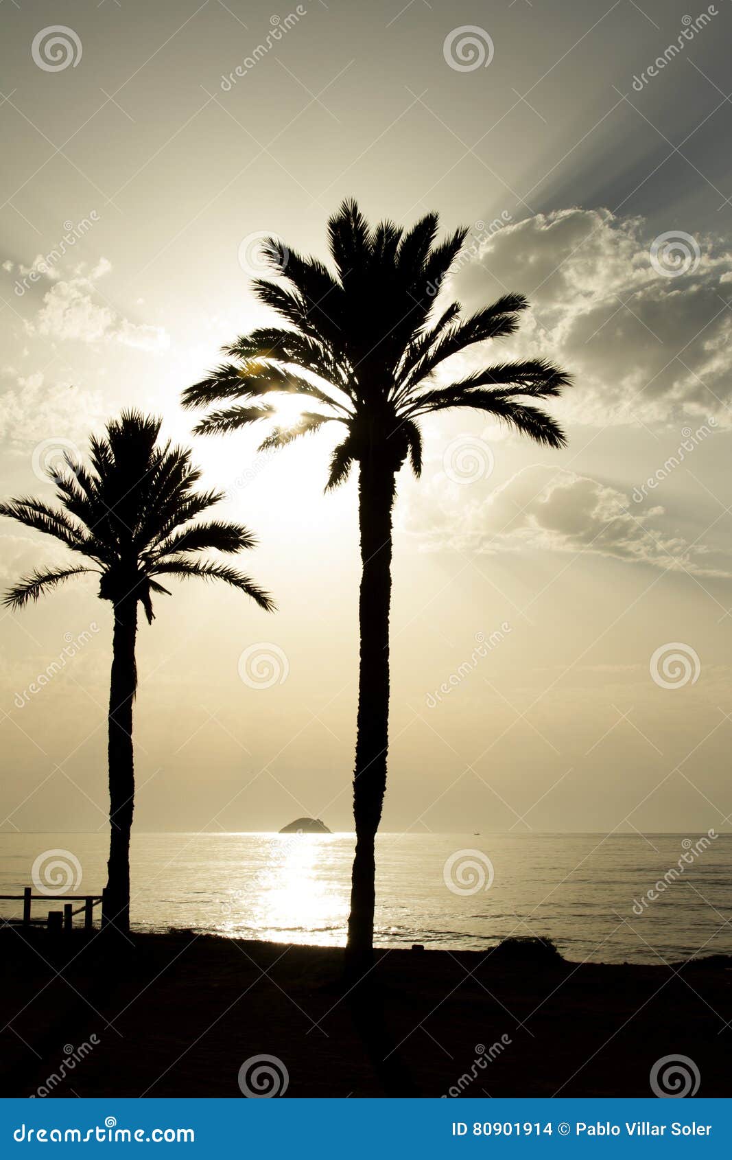 Two Palm Trees in the Beach Stock Photo - Image of summer, tree: 80901914