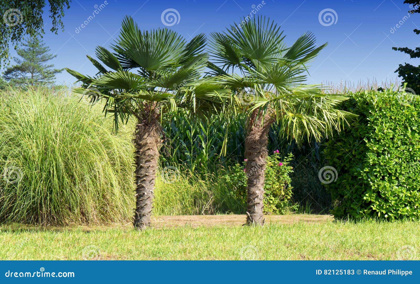 Two Palm Trees in the Countryside Stock Image - Image of green ...