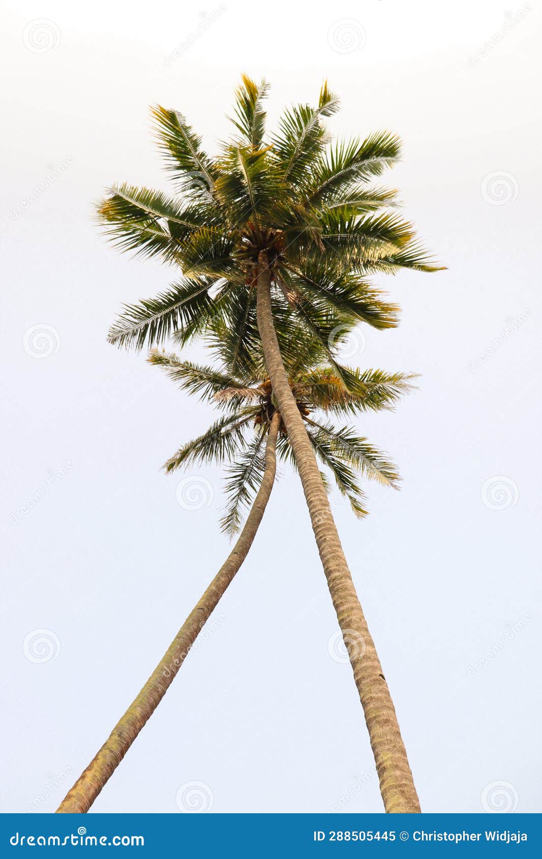 Two Palm Trees Crossing Each Other with the Sky As the Background Stock ...