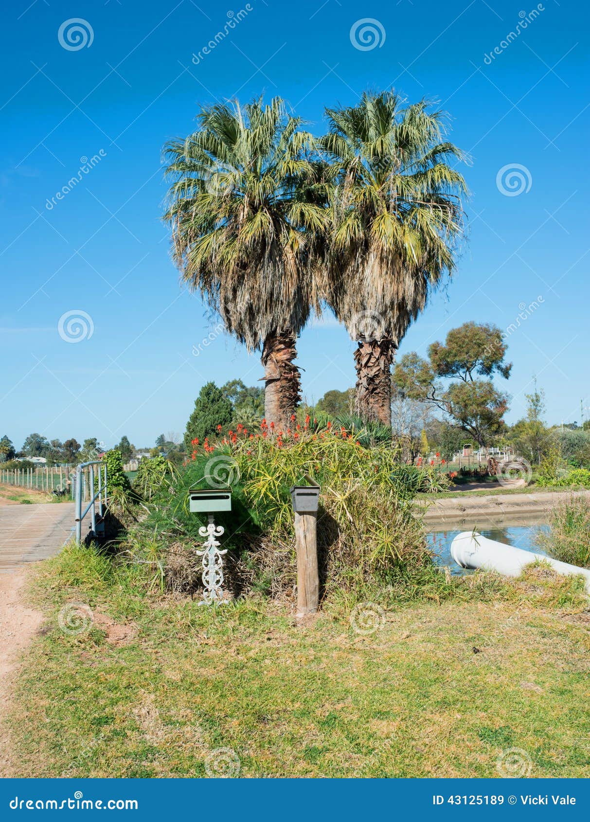 Two Palm Trees at Entrance of Property. Stock Image - Image of palms ...