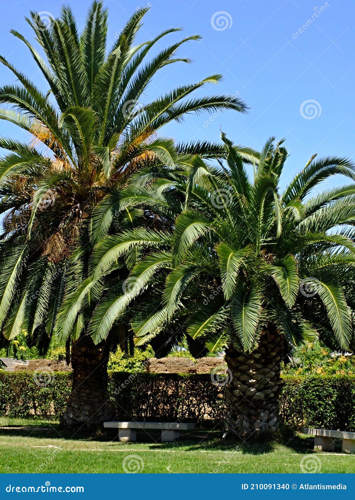 Two palm trees stock photo. Image of green, leafs, vegetation - 210091340