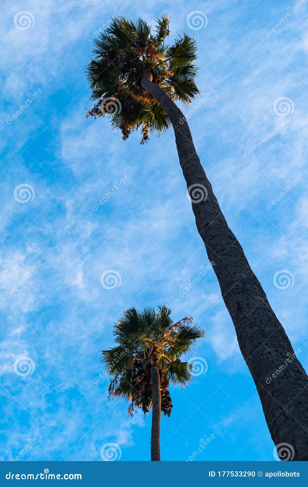 Two Palm Trees stock photo. Image of foliage, trunk - 177533290