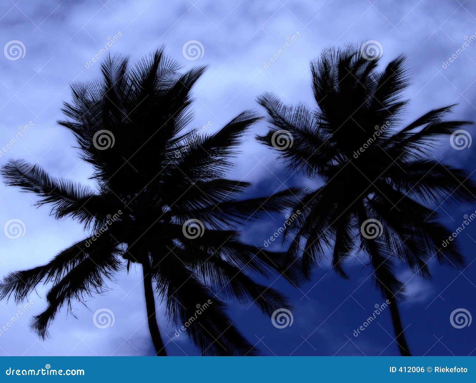 Two palm trees at midnight stock photo. Image of hour, coco - 412006