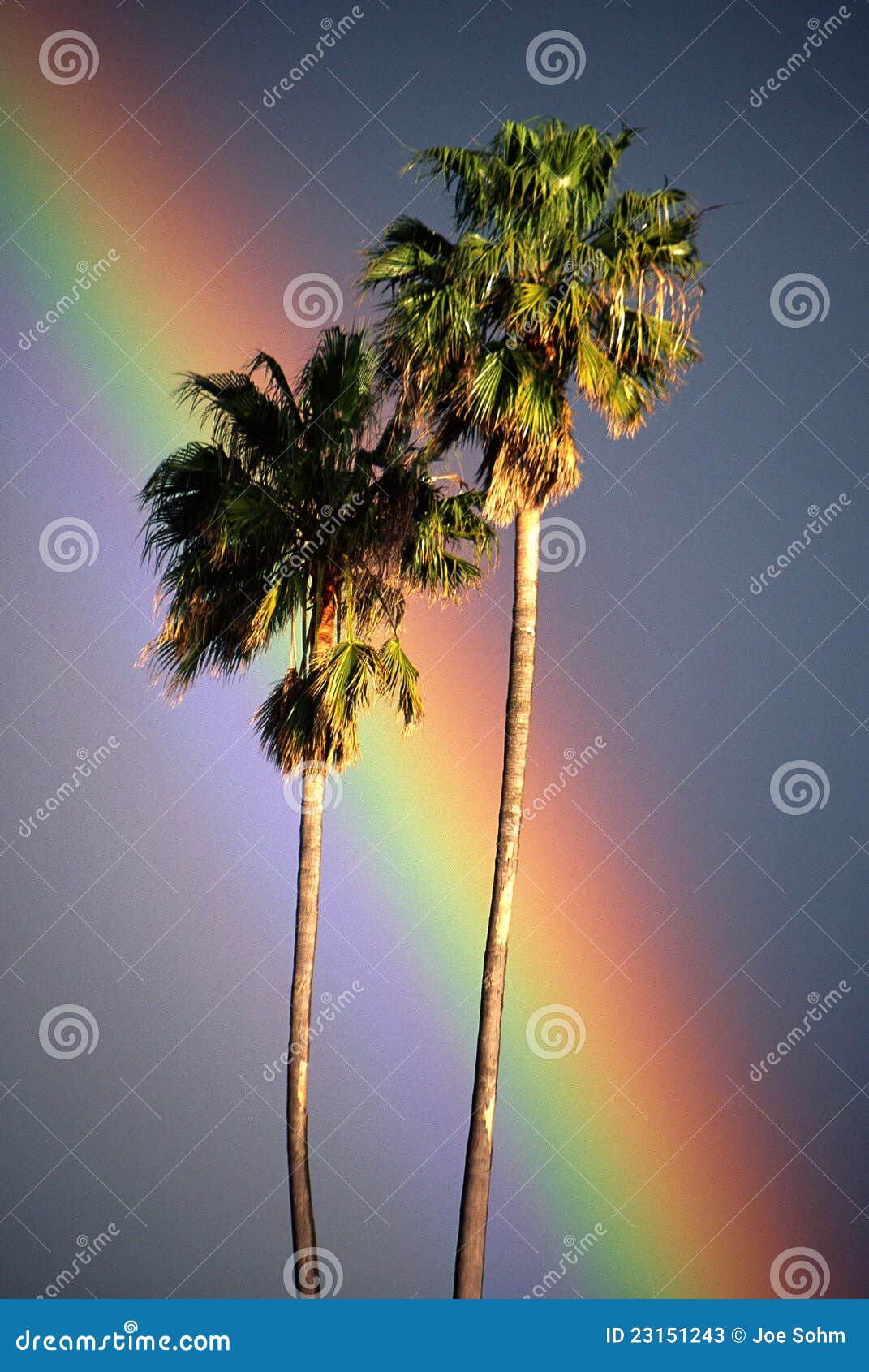 Two Palm Trees with Rainbow Stock Image - Image of arch, scenic: 23151243