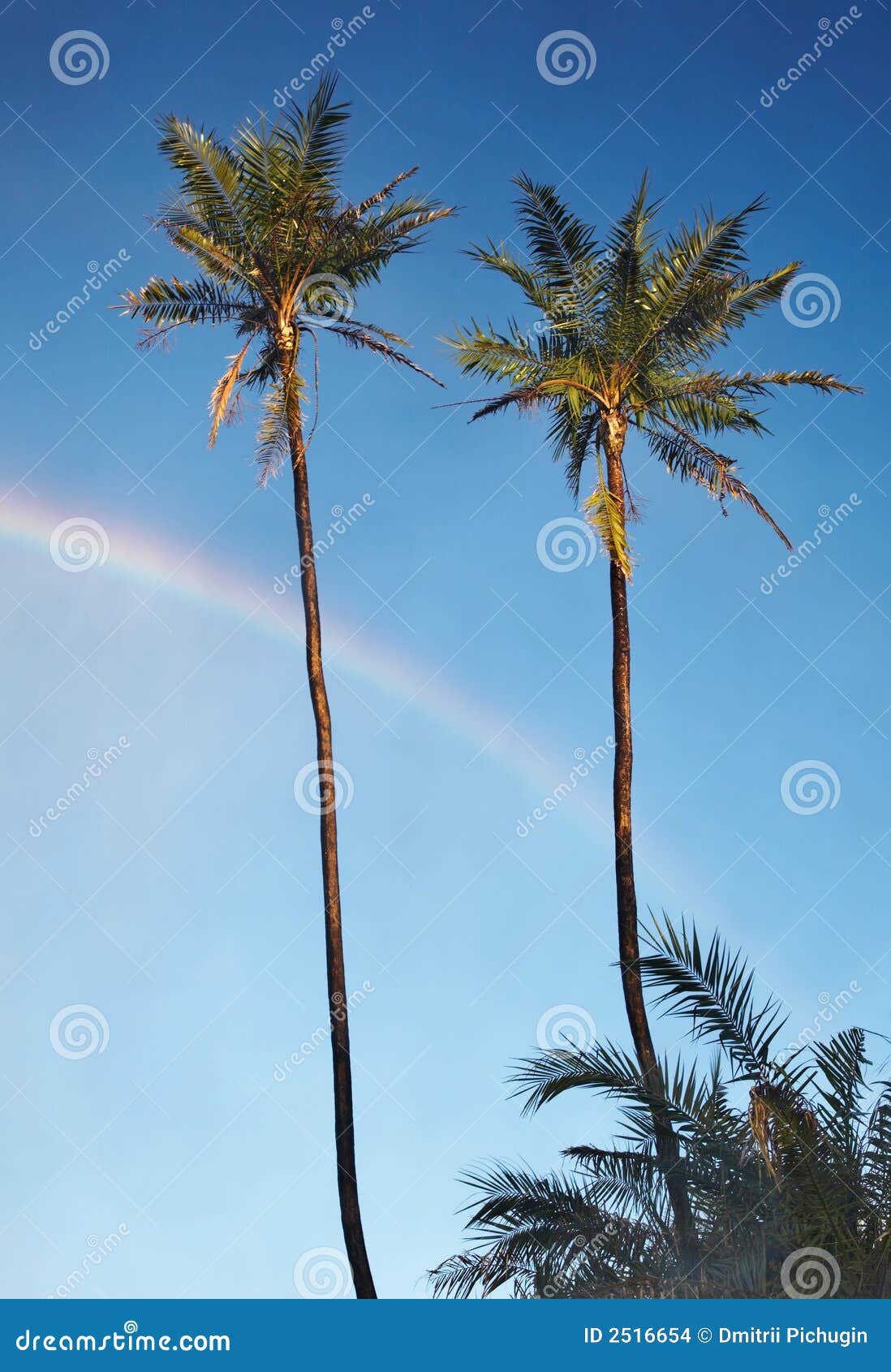 Two palm trees and rainbow stock photo. Image of green - 2516654