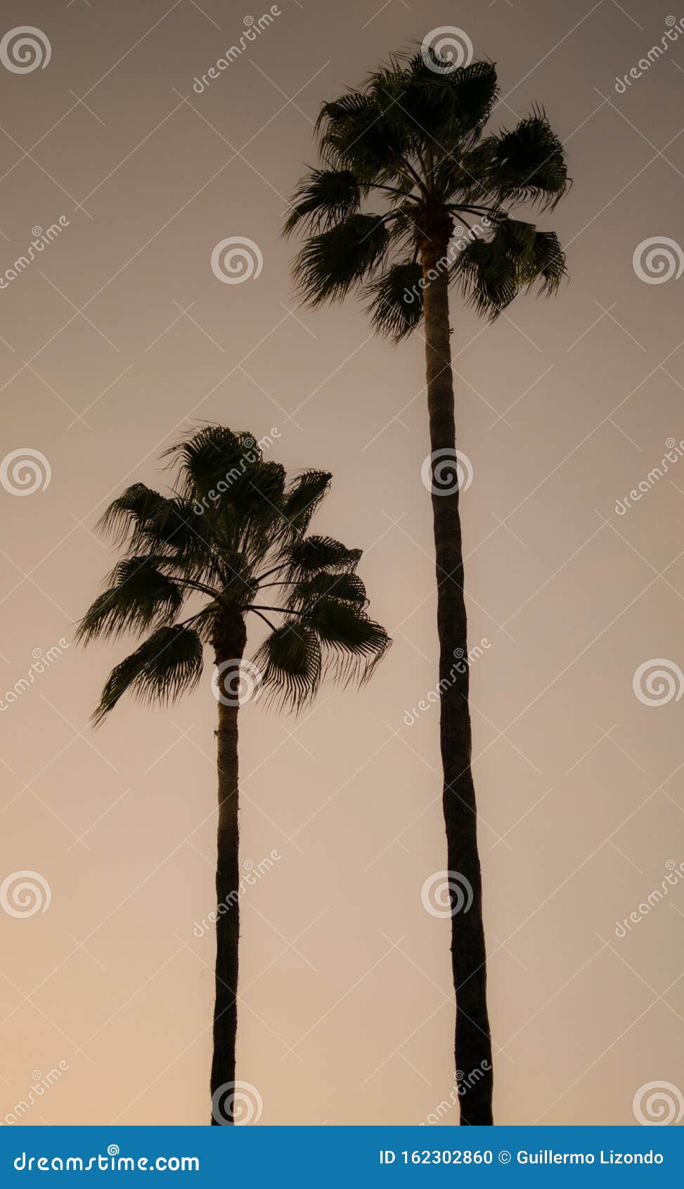 Two Palm Trees in the Shadow Stock Photo - Image of nature, shadow ...